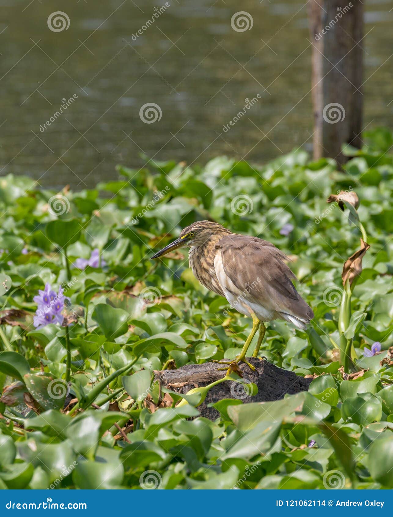 The Indian Pond Heron or Paddybird Stock Photo - Image of asia, indian ...