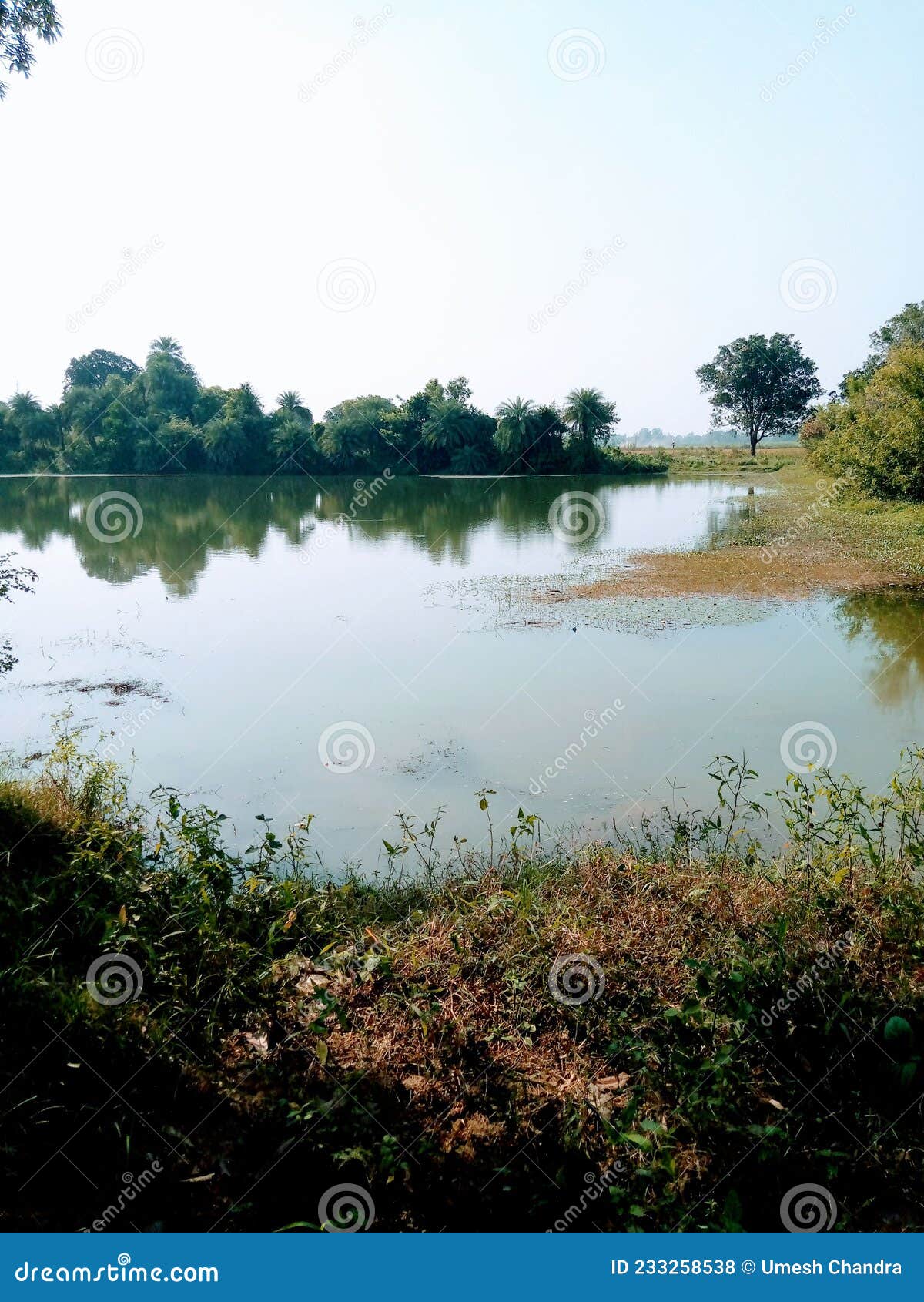 Indian pond stock photo. Image of river, waterway, pond - 233258538