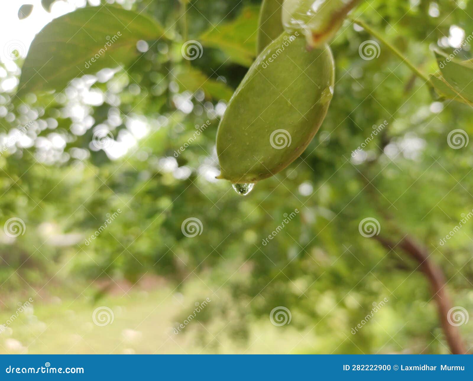 Pongamia Pinnata Or Karanja Is An Important Ayurvedic Medicine Royalty ...
