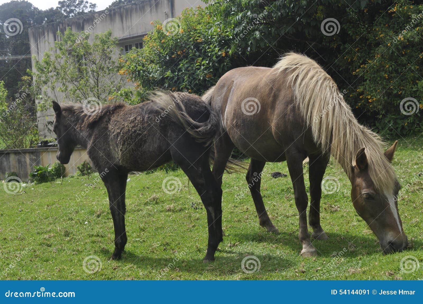 Indian Pony stock image. Image of together, indian, grass - 54144091