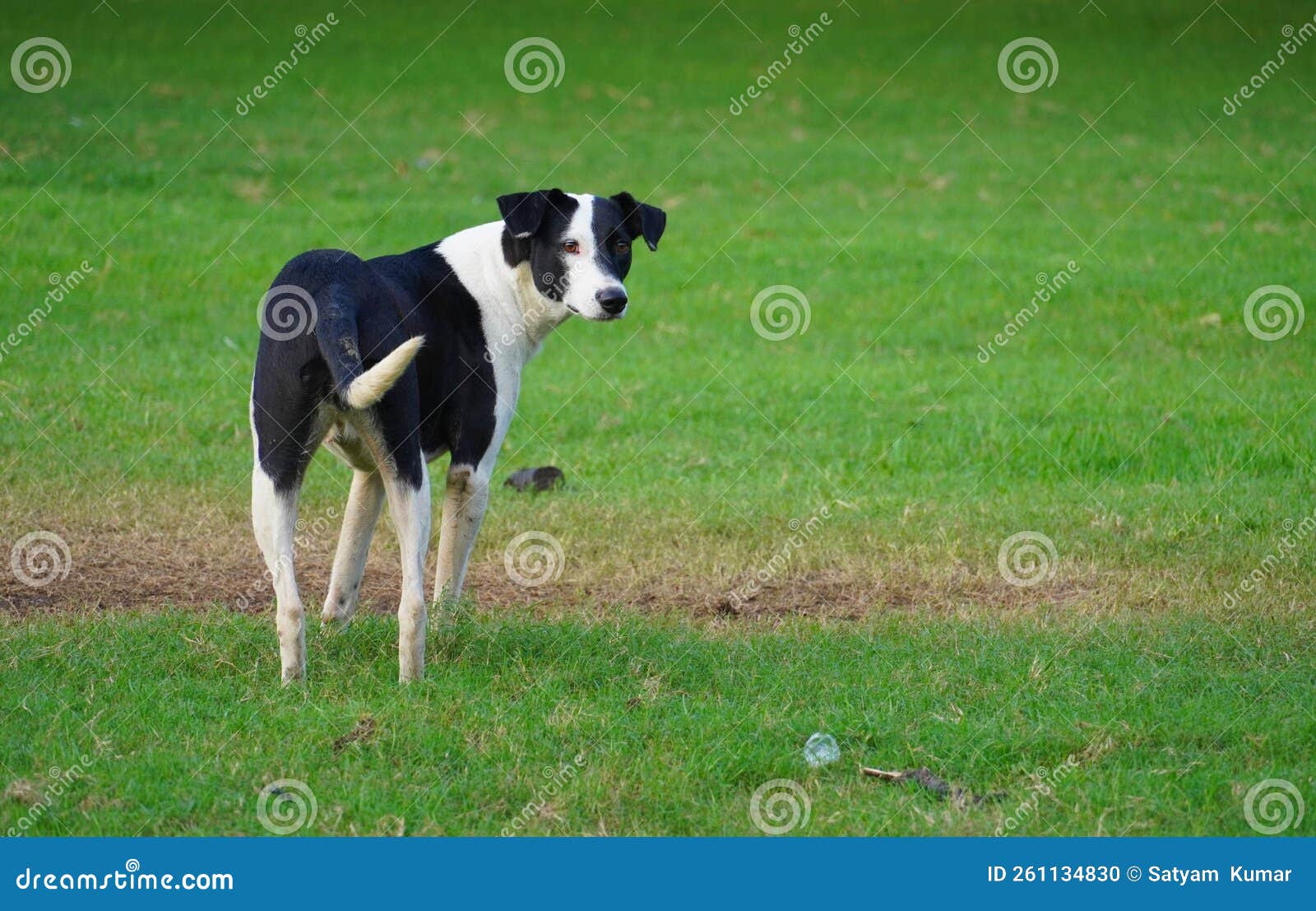 A indian poor dog image stock photo. Image of portrait - 261134830