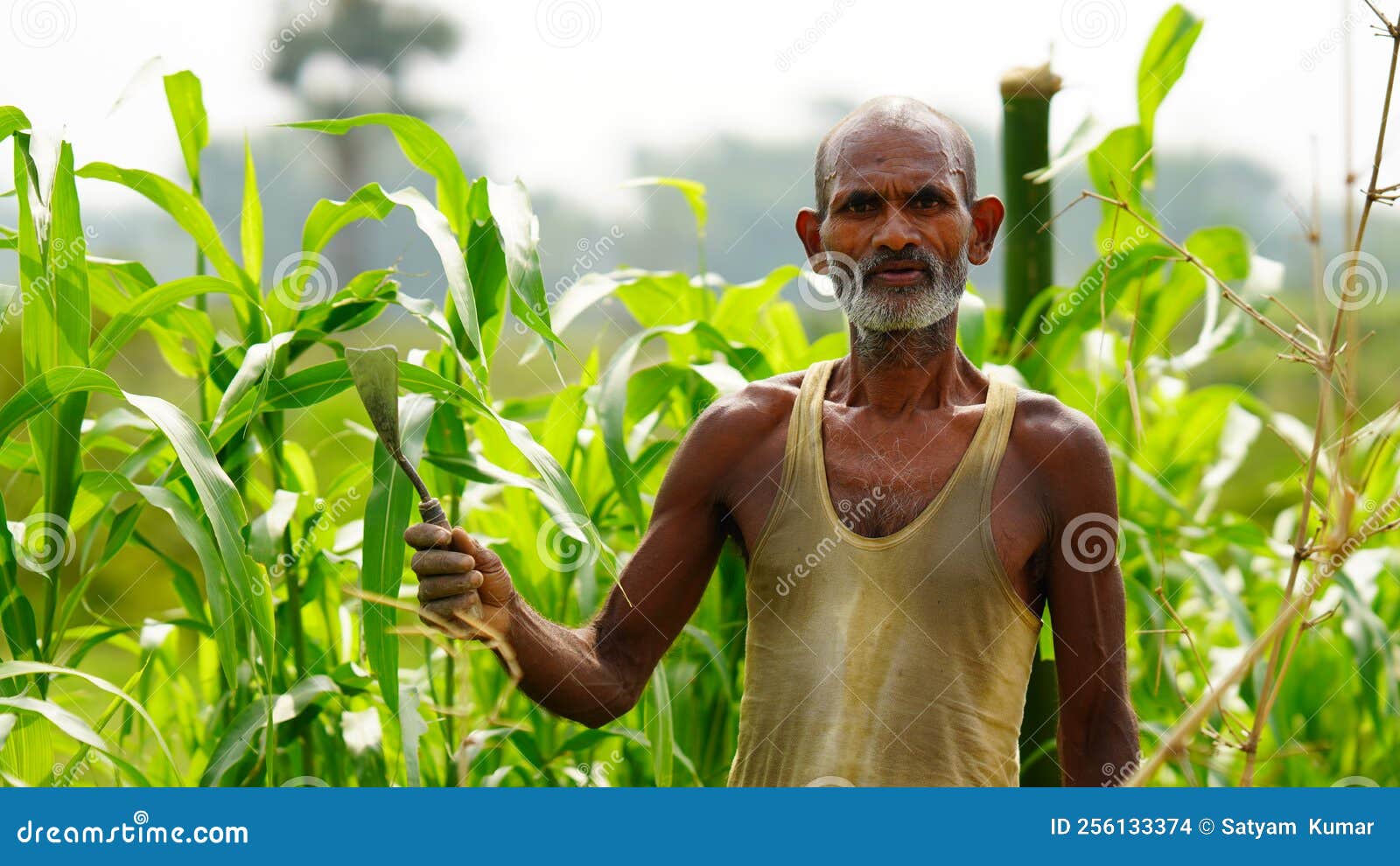 Indian Poor Farmer Standing in Agricultural Field Editorial Stock Image ...