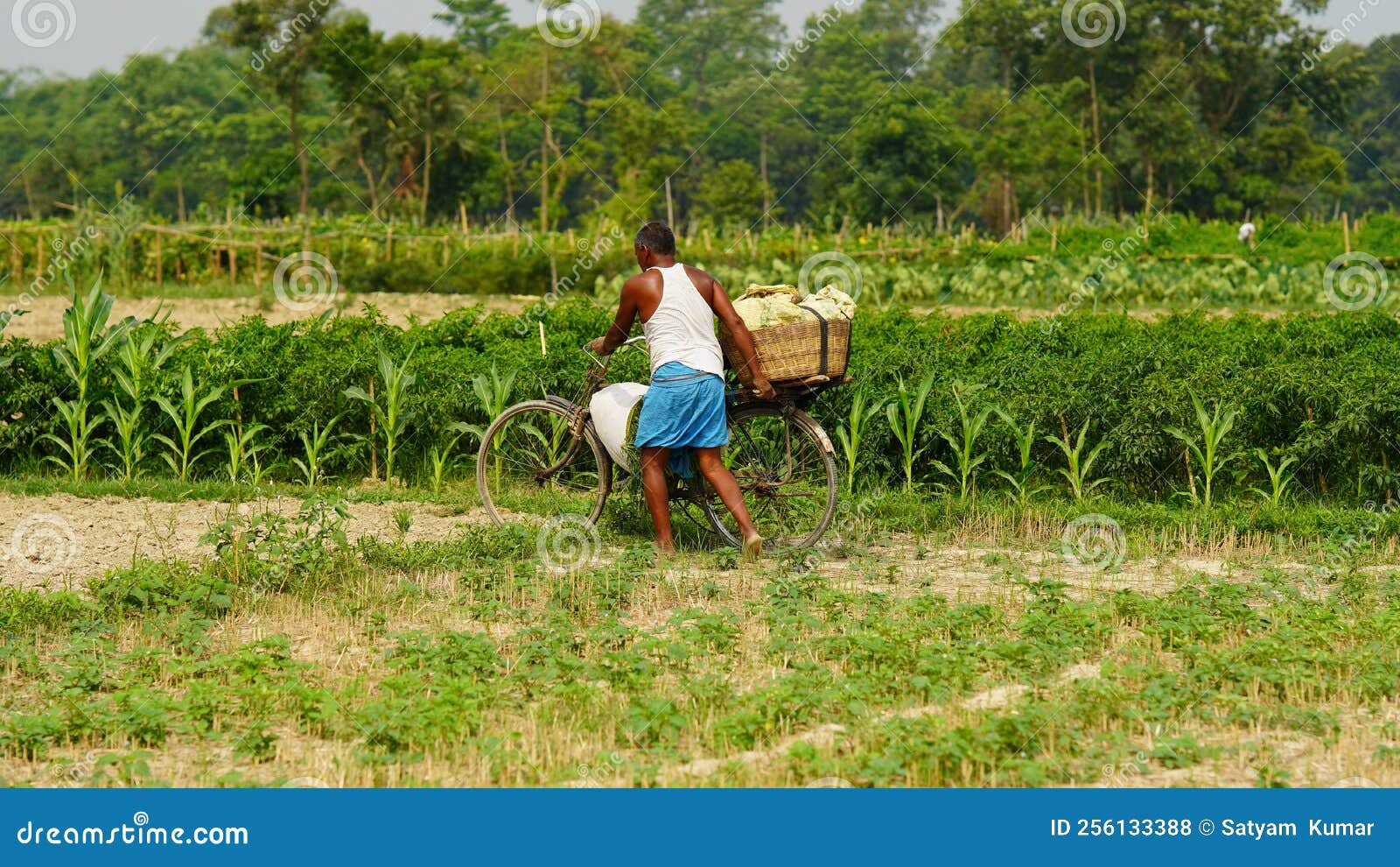 A Poor Farmer With Ox Cart In The Paraguayan Jungle. Editorial Image ...