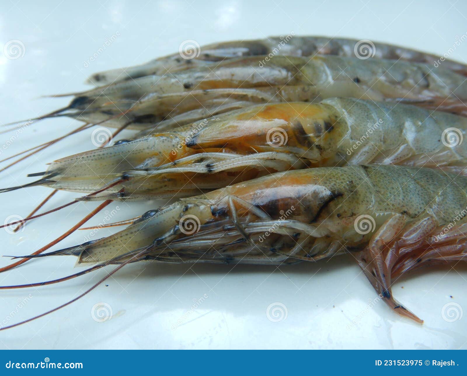 Indian Prawns, Fenneropenaeus Indicus Stock Image - Image of meat, meal ...