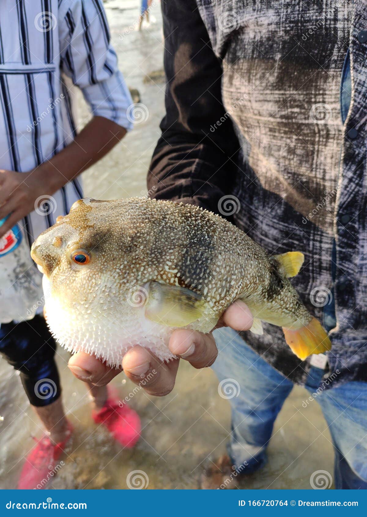 Indian Puffer Fish the Eye is Beautiful Stock Photo - Image of puffer ...