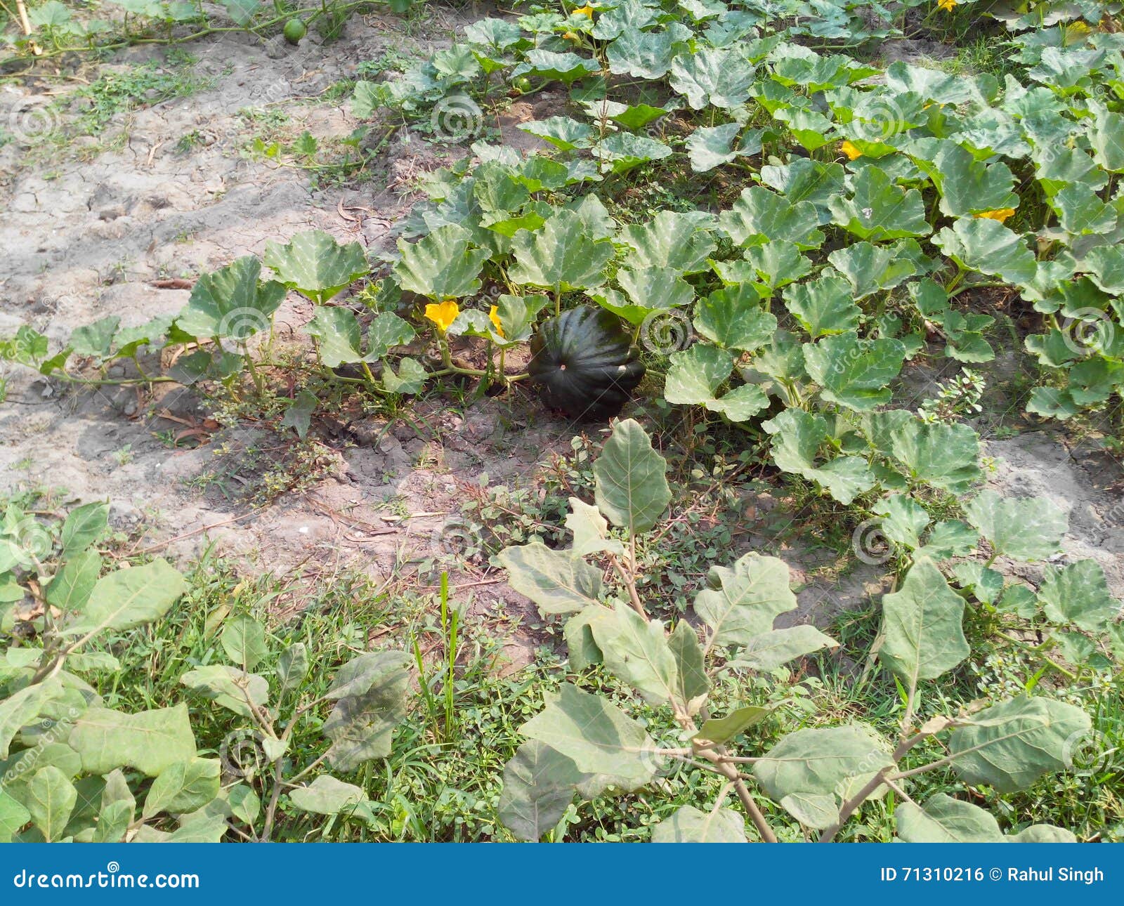 Indian Pumpkin stock photo. Image of farming, ground - 71310216