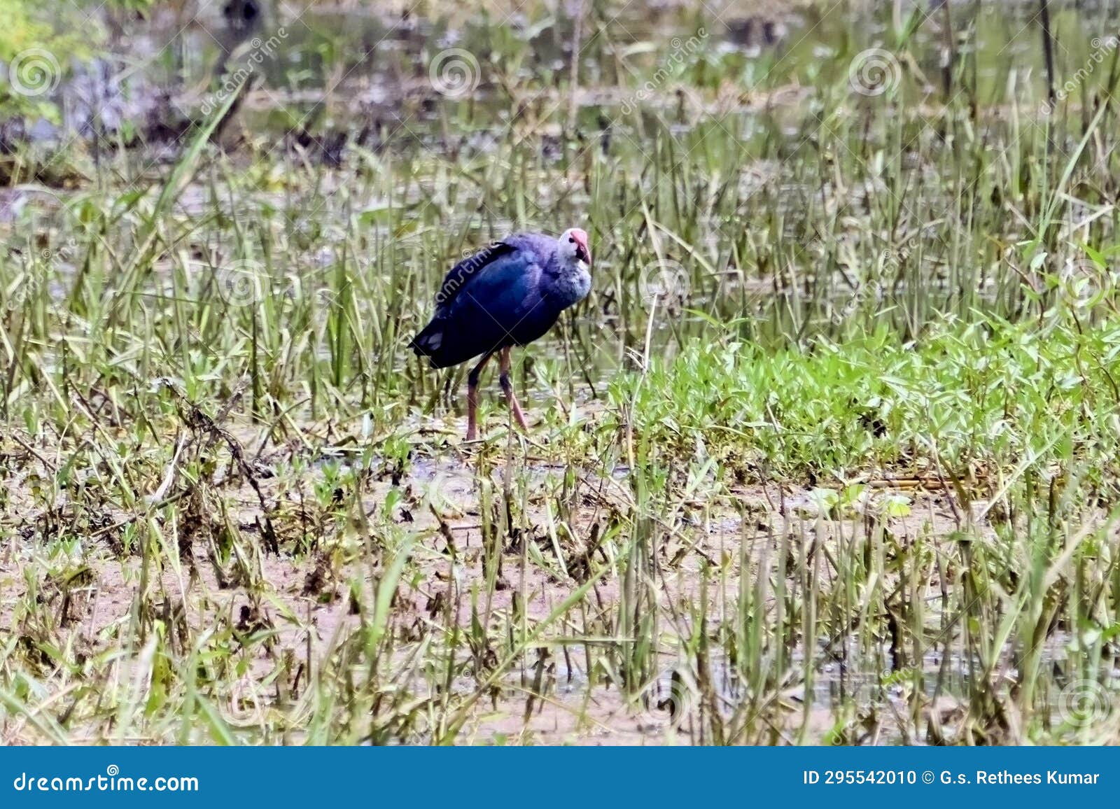 Indian Purple Hen stock photo. Image of wildlife, kerala - 295542010