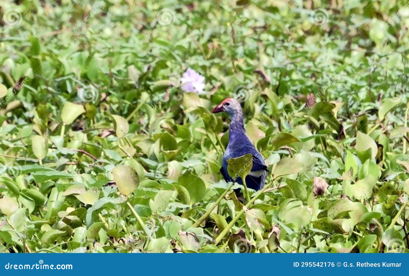 Indian Purple Hen stock photo. Image of vellayini, habitat - 295542176