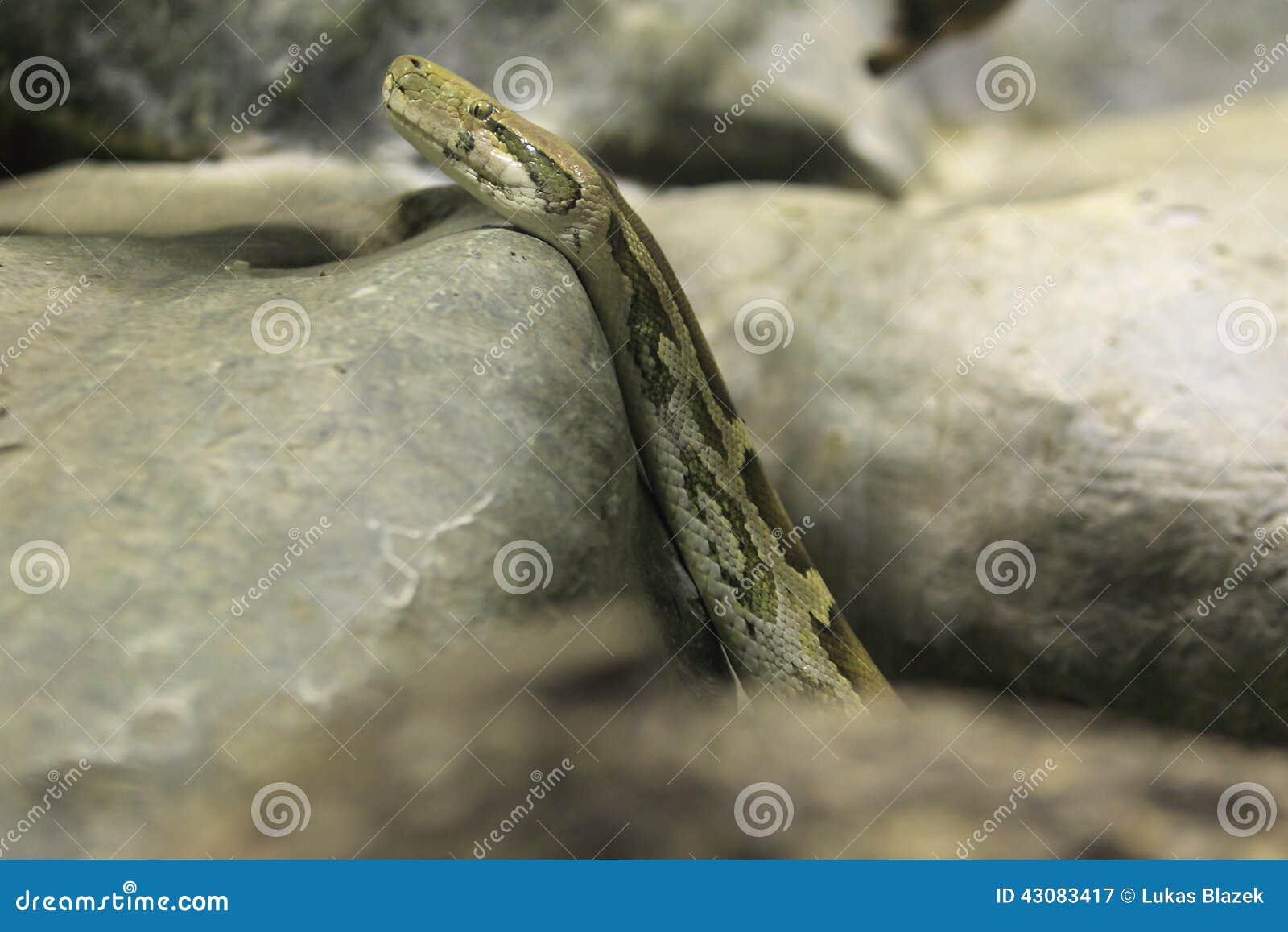 Indian python stock image. Image of asia, rock, animal - 43083417