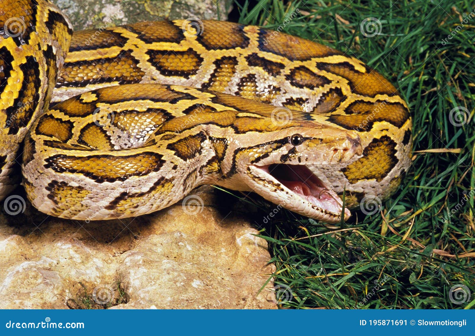 Indian Python Python Molurus Volwassen Met Open Mond Stock Afbeelding ...