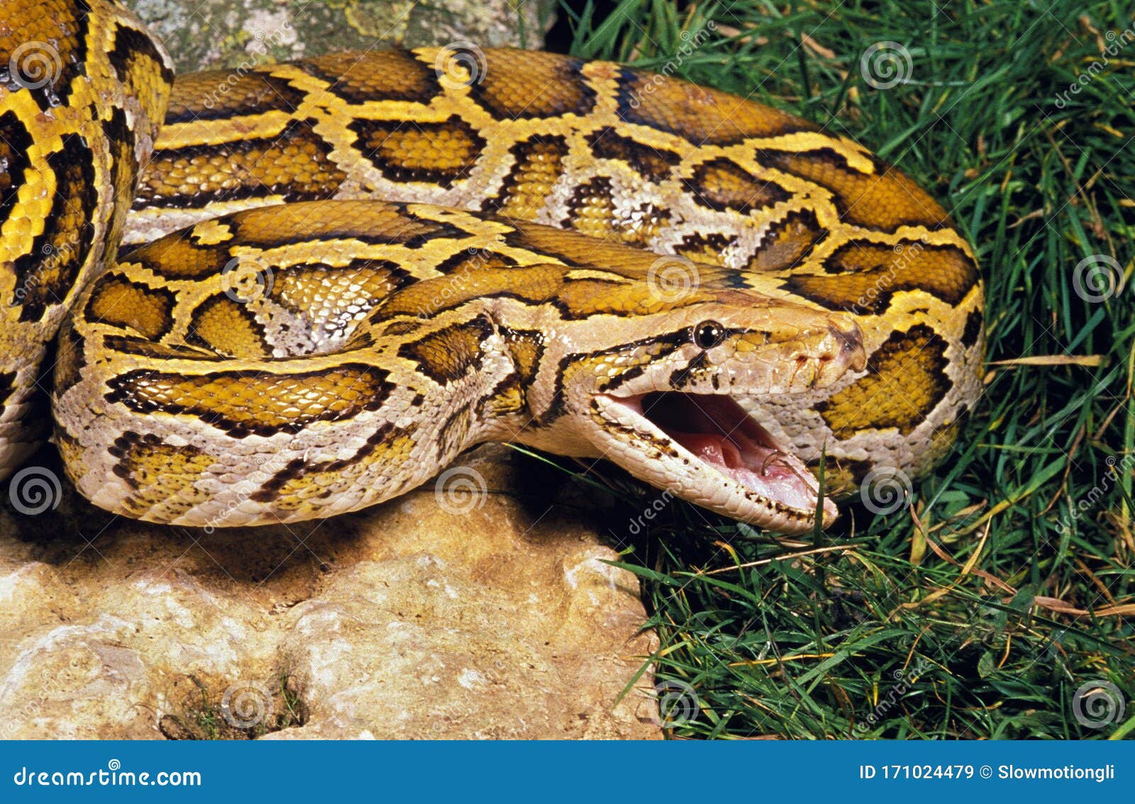 PYTHON MOLURE Python Molurus Stock Image - Image of asia, animal: 171024479 PYTHON MOLURE Python Molurus Stock Image - Image of asia, animal: 171024479