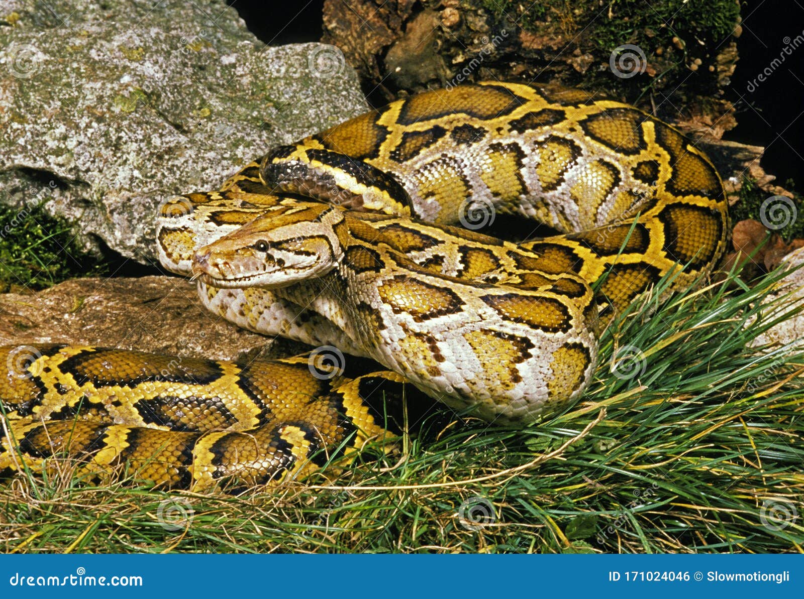 PYTHON MOLURE Python Molurus Stock Photo - Image of asia, indian: 171024046 PYTHON MOLURE Python Molurus Stock Photo - Image of asia, indian: 171024046
