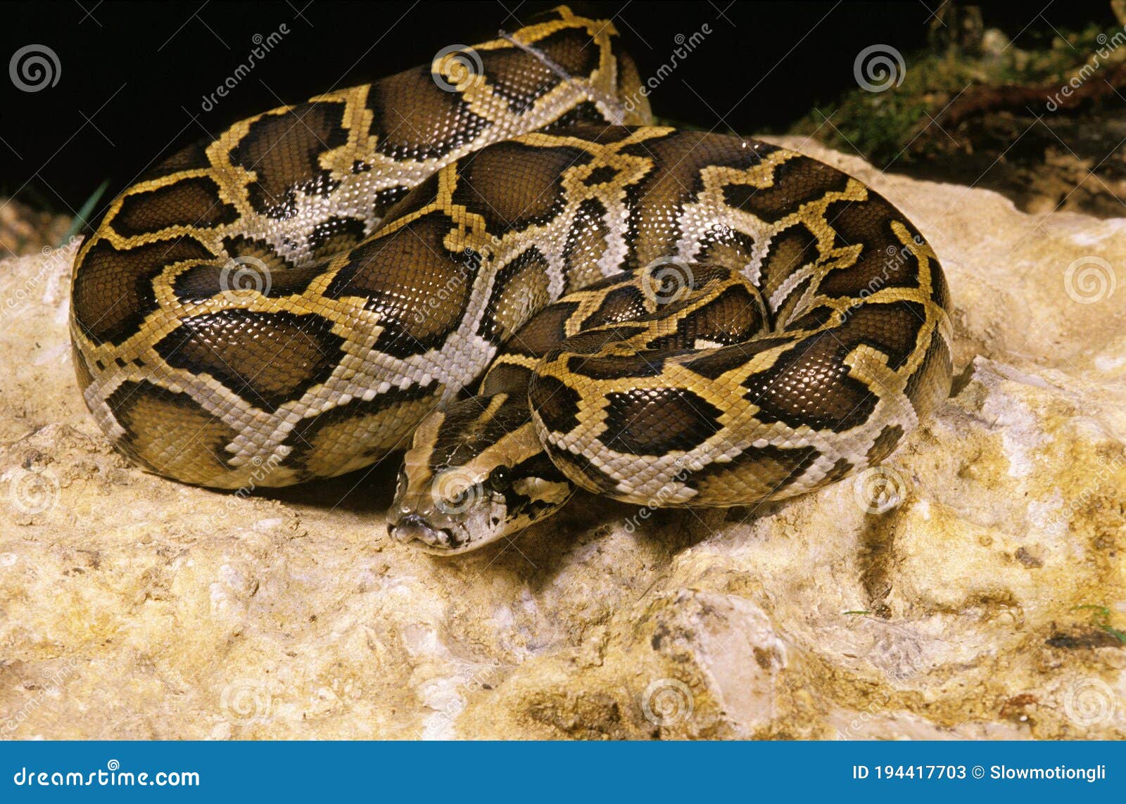 INDIAN PYTHON Python Molurus, ADULT on ROCK Stock Image - Image of ... INDIAN PYTHON Python Molurus, ADULT on ROCK Stock Image - Image of ...