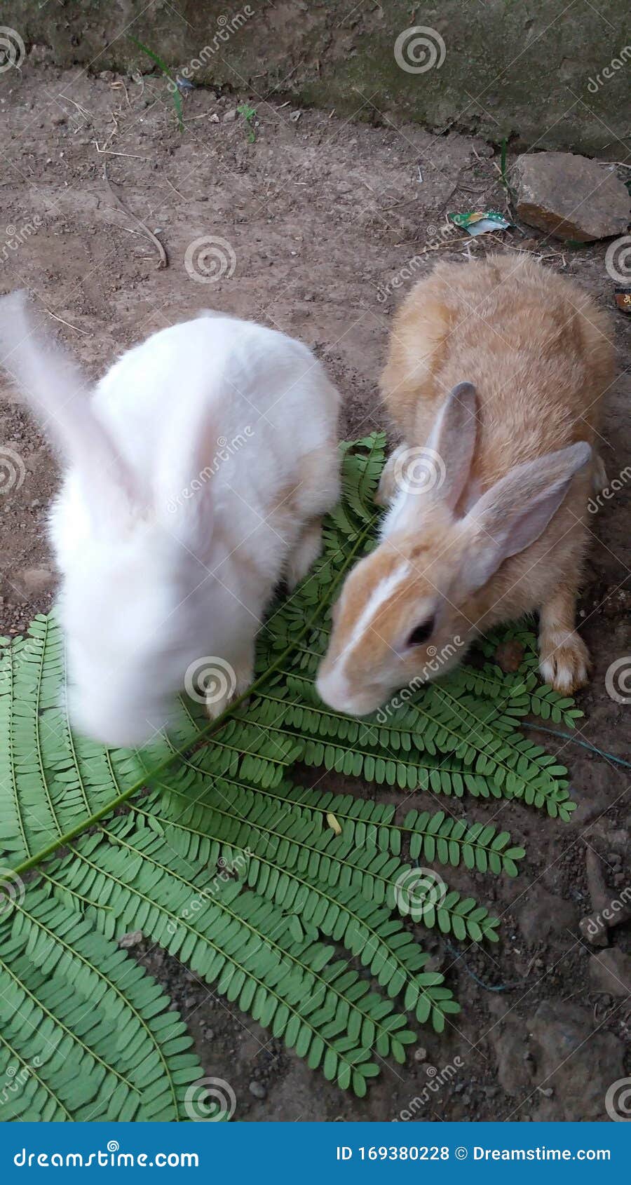 Indian Rabbit 2 Animals Rabbit Stock Photo - Image of rabbit, rabbits ...