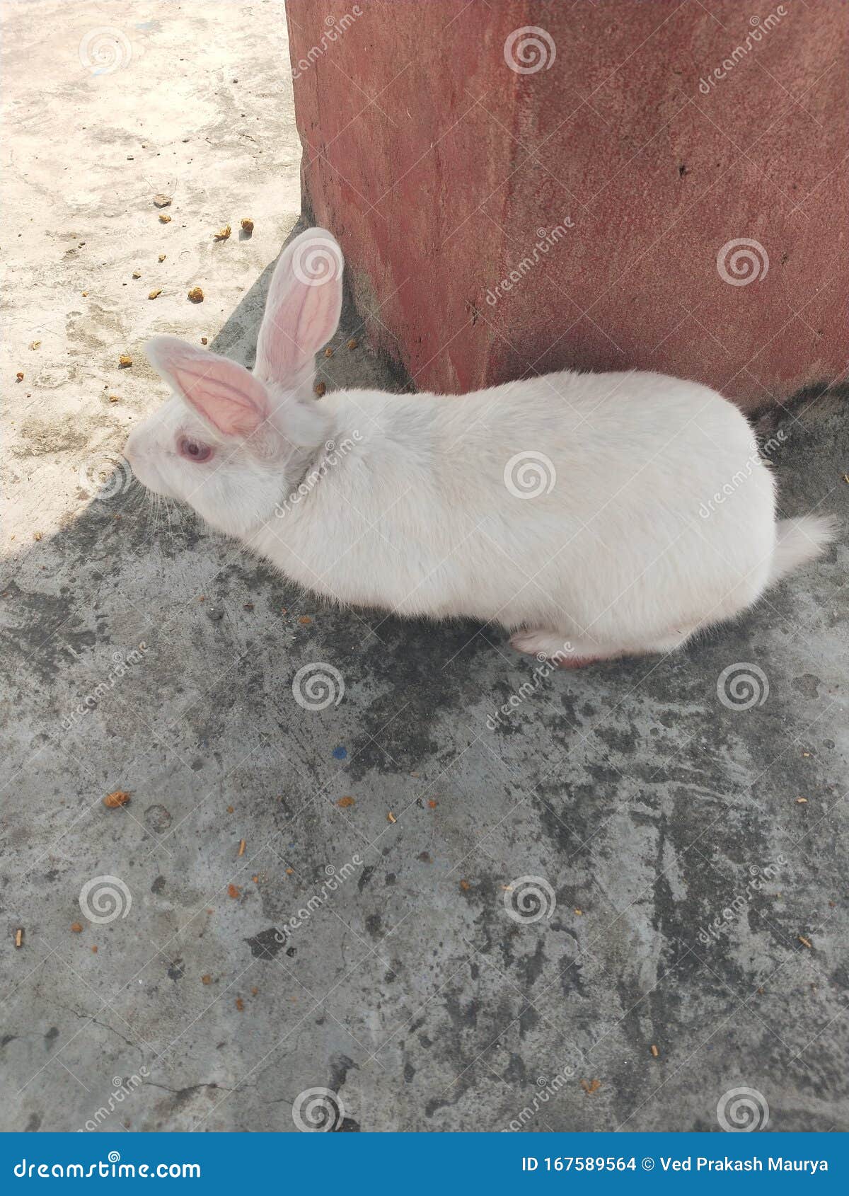 Indian Rabbit Image in Day Light Stock Photo - Image of sunlight ...