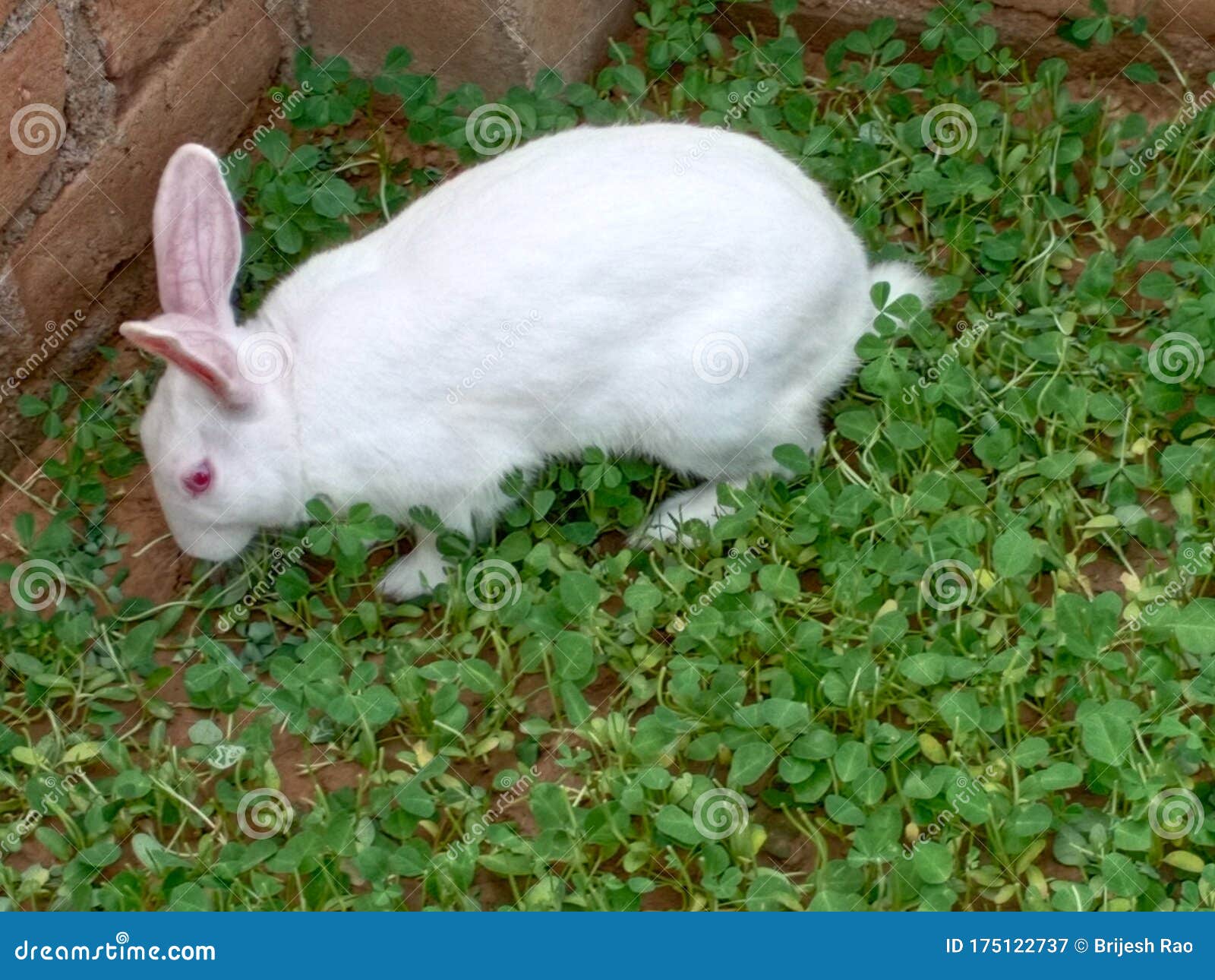 Indian rabbit stock image. Image of runner, khargosh - 175122737