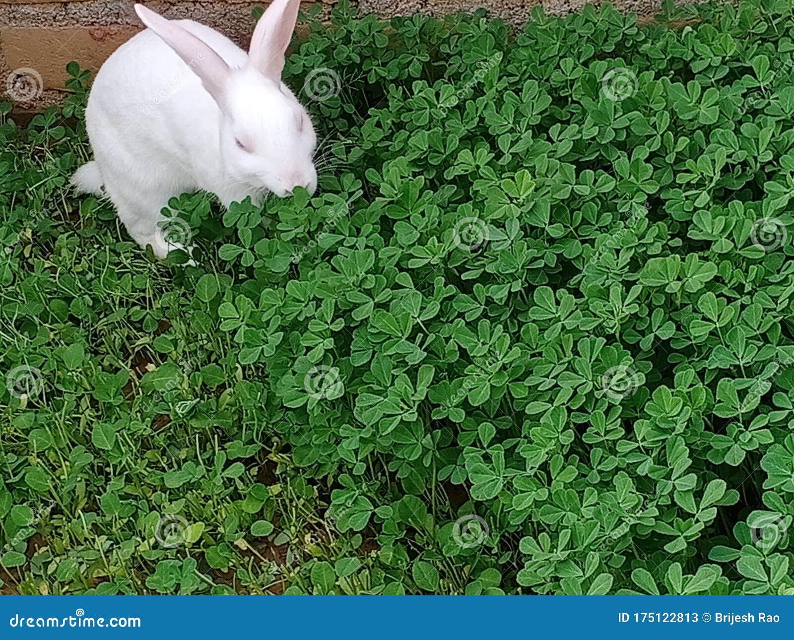 338 Indian Rabbit Photos - Free & Royalty-Free Stock Photos from Dreamstime