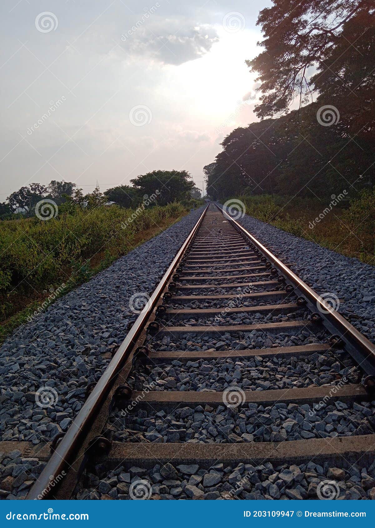 Indian Railways Track Passing through the Trees Stock Image - Image of ...
