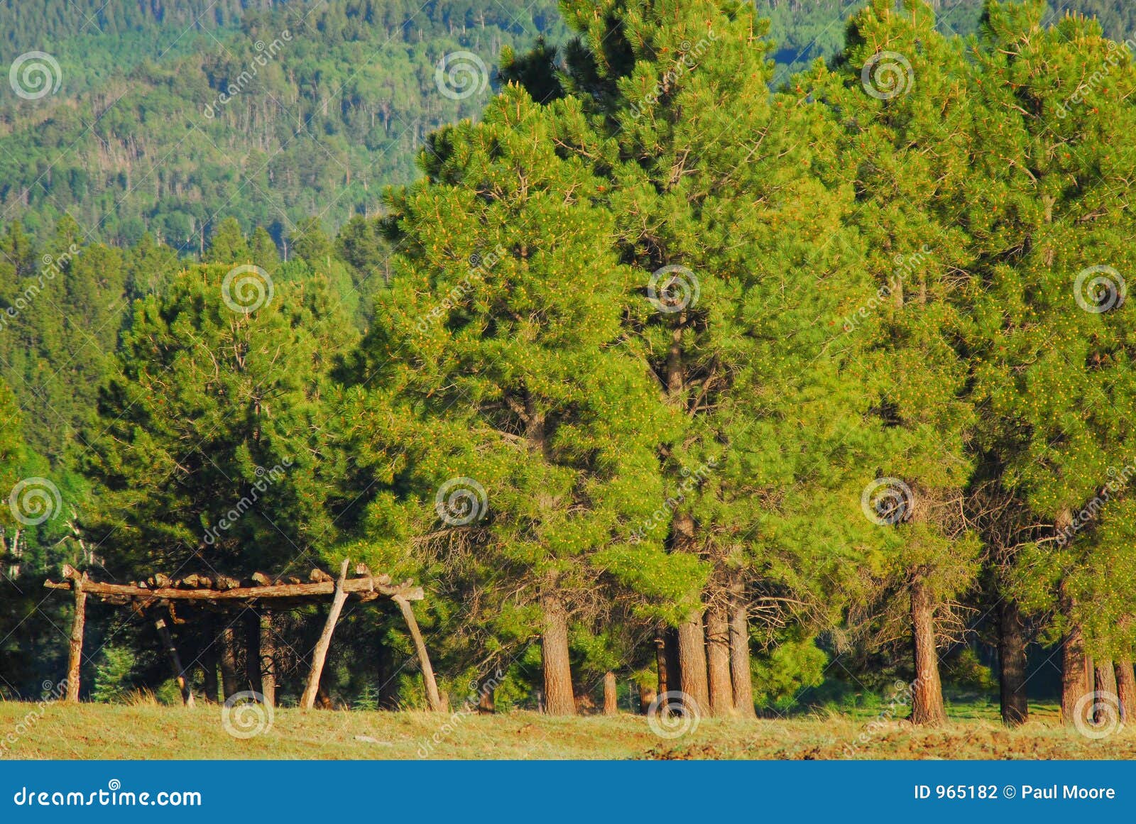 Indian Ramada stock photo. Image of bush, isolated, empty - 965182