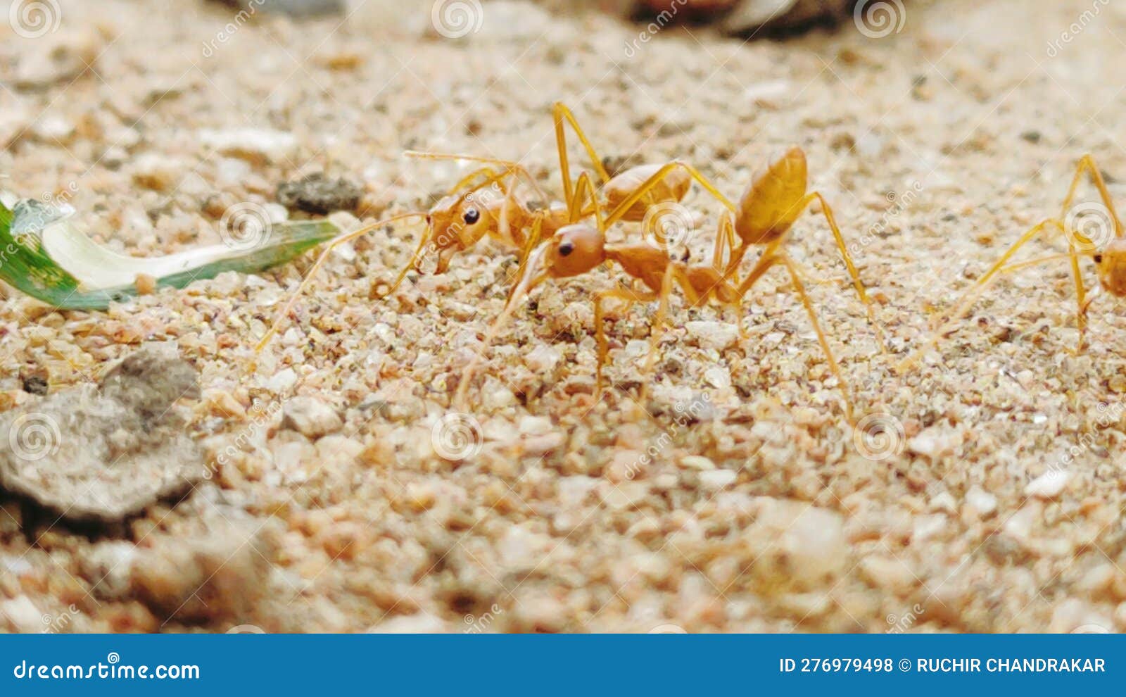 Indian Red Ant is Very Dangerous and Hard Worker Stock Photo - Image of ...