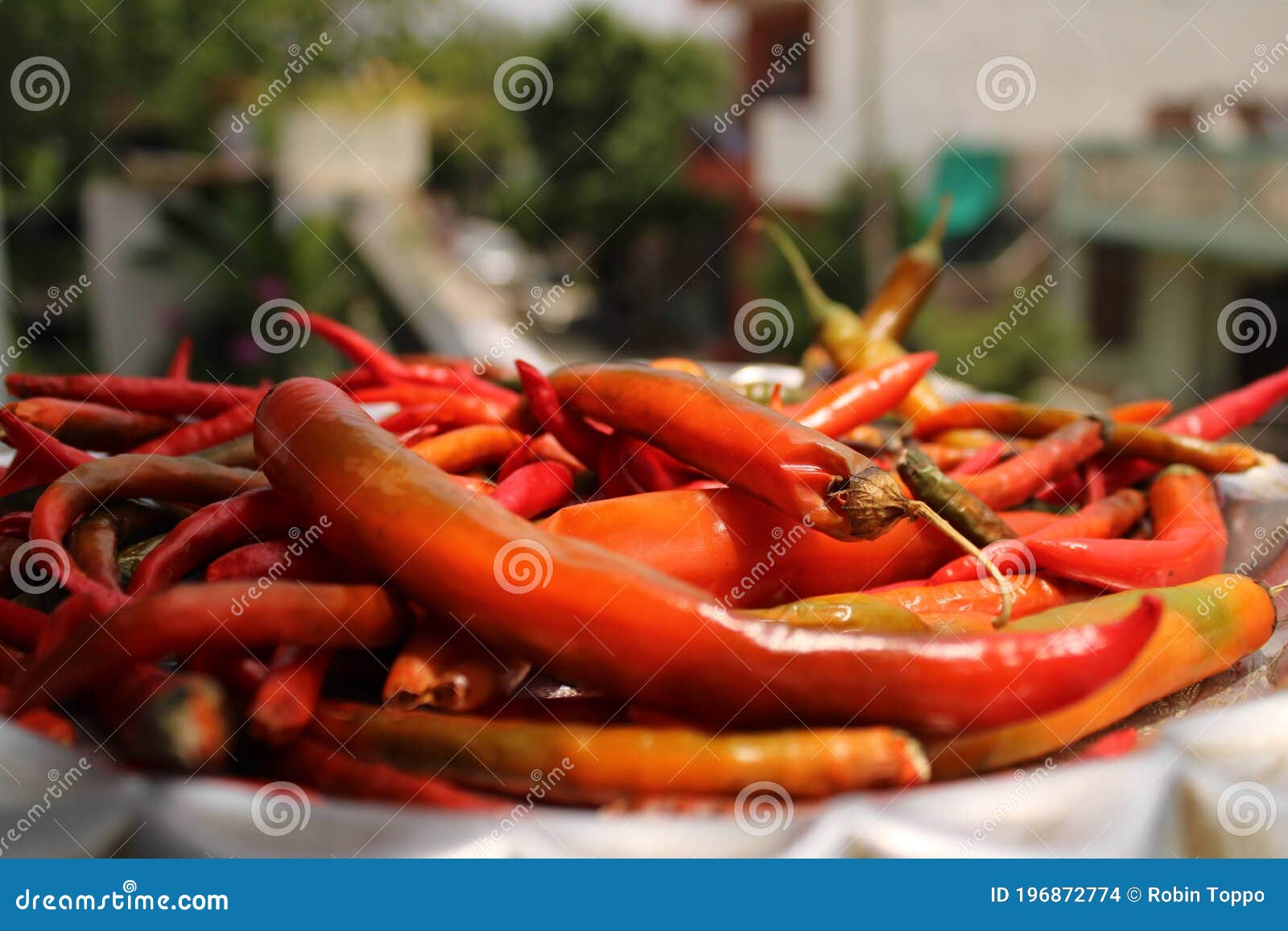 Indian Red chilli stock photo. Image of robin, lunch - 196872774