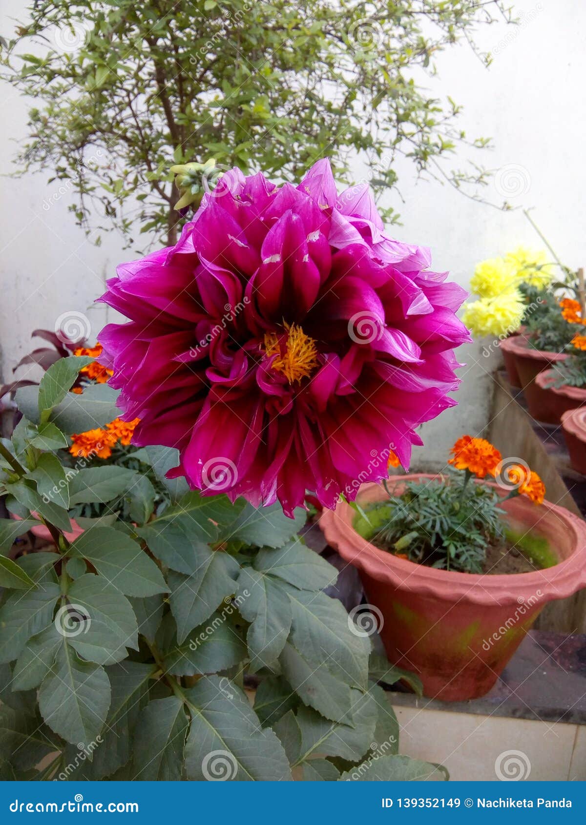 Red flower stock image. Image of winterflower, powerplant - 139352149