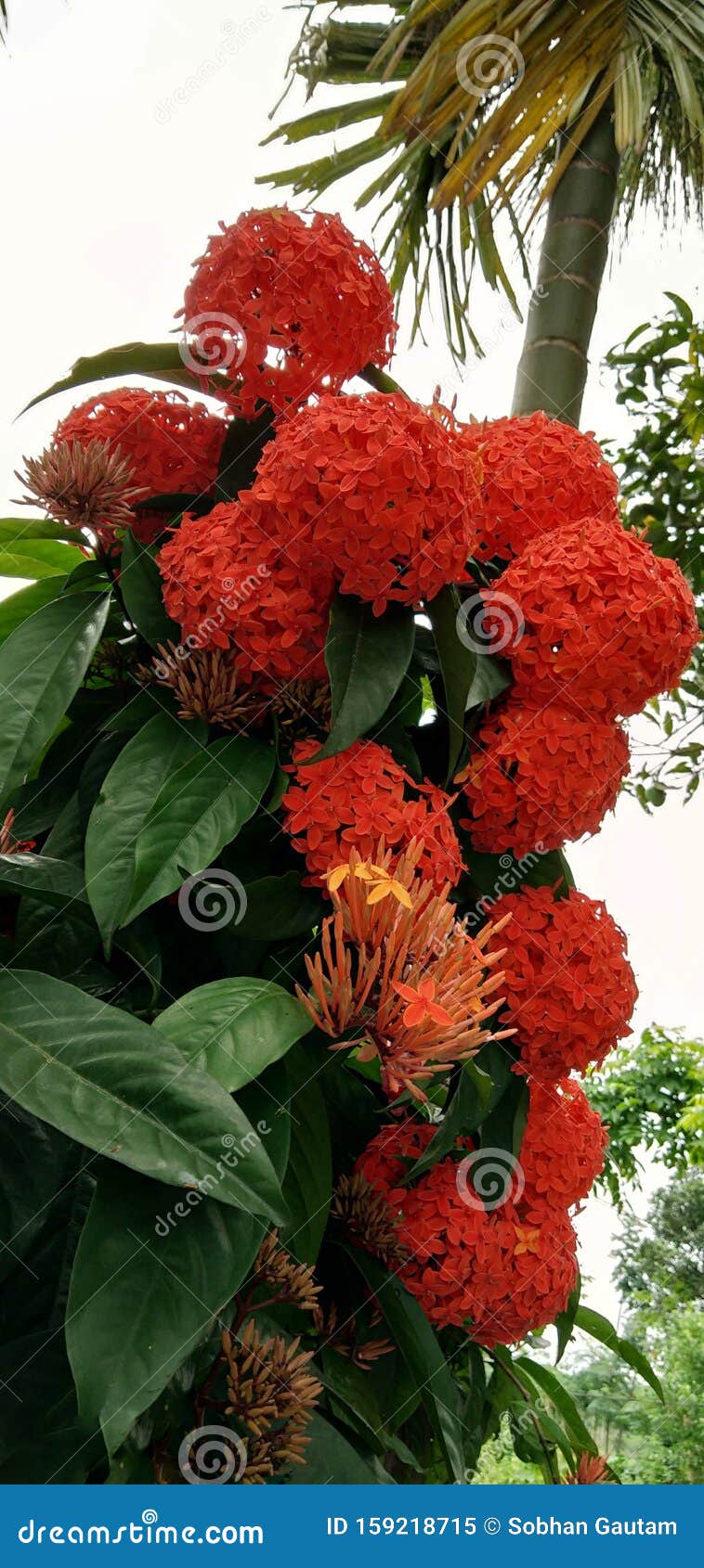 Indian red flower. stock image. Image of beautiful, background - 159218715