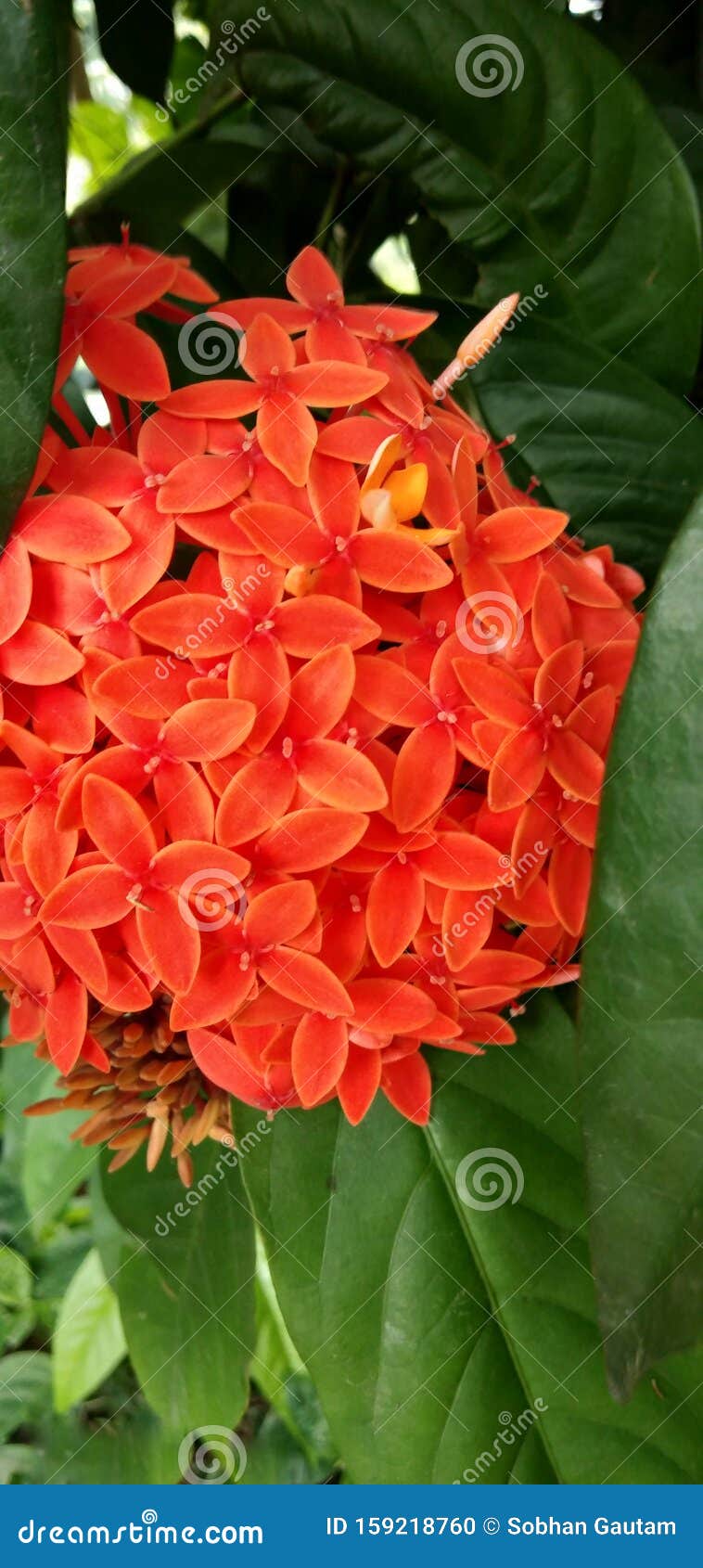Indian red flower. stock photo. Image of green, indian - 159218760