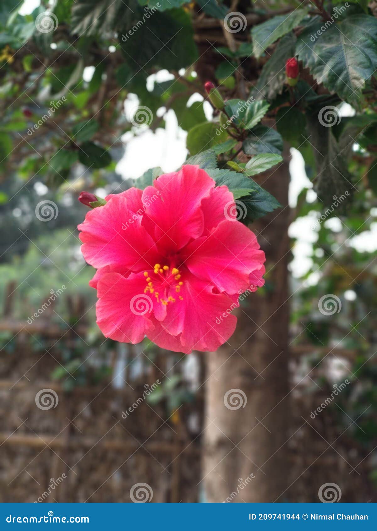 Indian red flower stock photo. Image of shrub, flower - 209741944