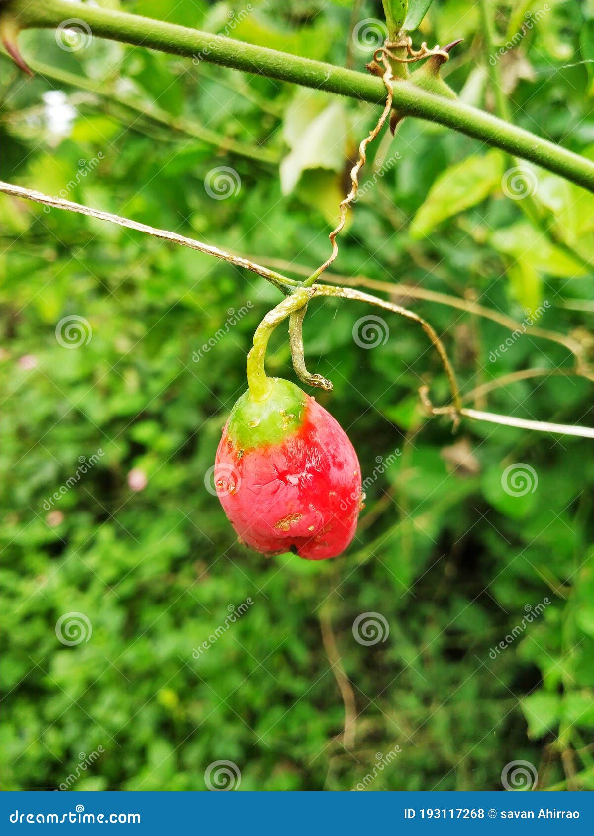 Indian Red kundru fruit stock photo. Image of testy - 193117268