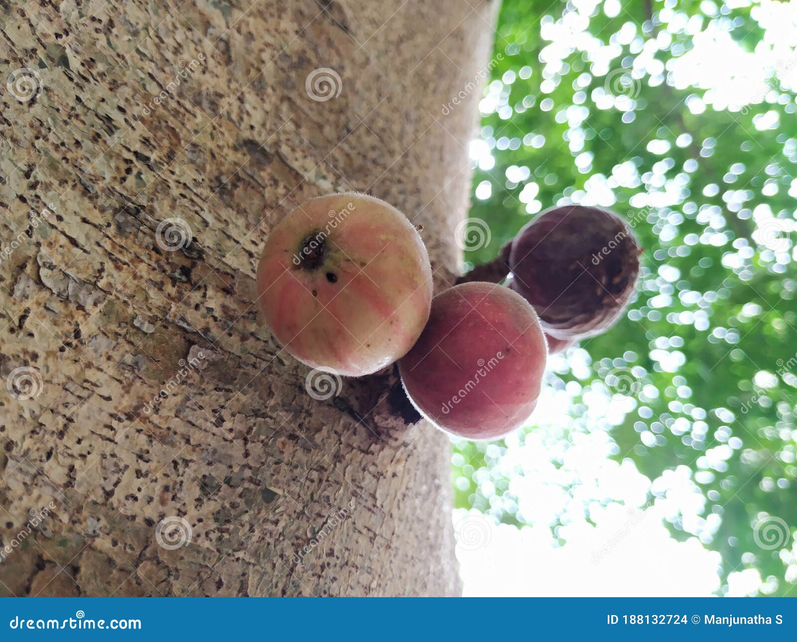 Indian Red and Purple Color Cluster Fig or Athi Fruit in a Tree Stock ...