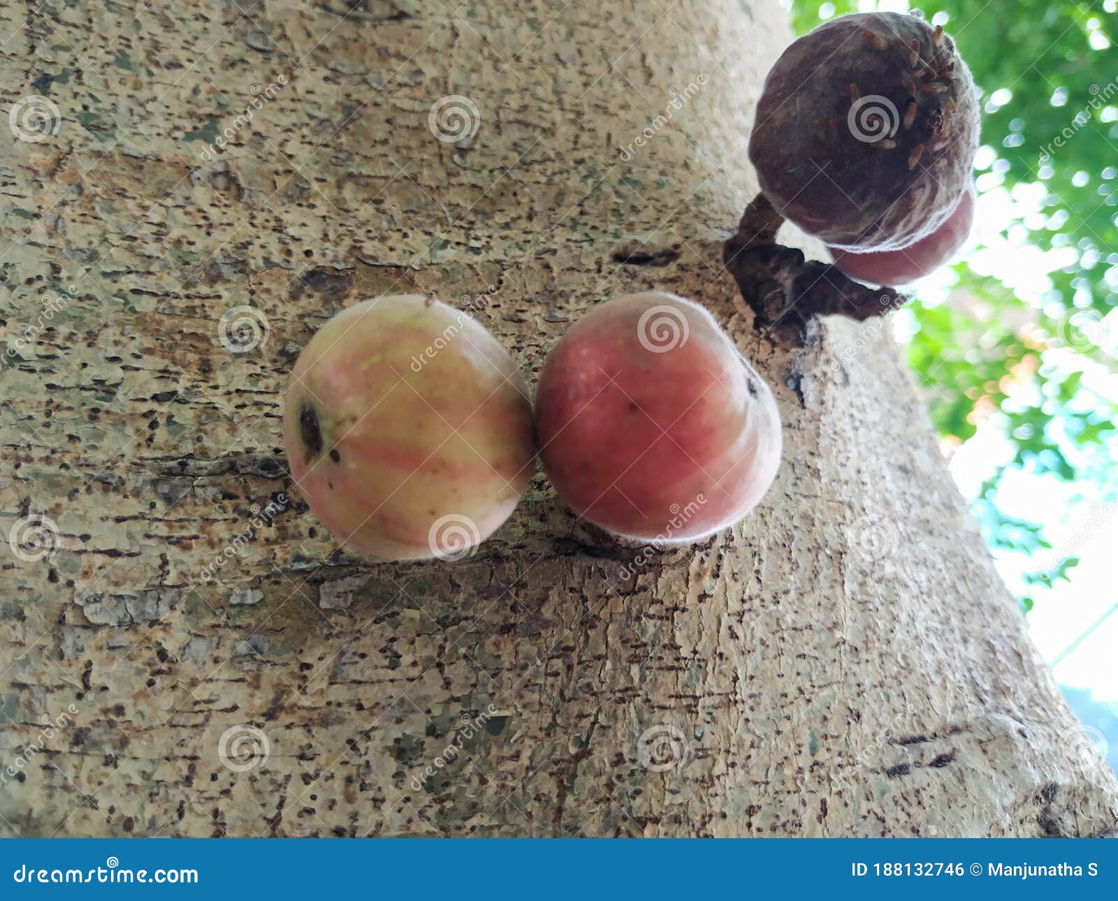 Indian Red and Purple Color Cluster Fig or Athi Fruit in a Tree Stock ...