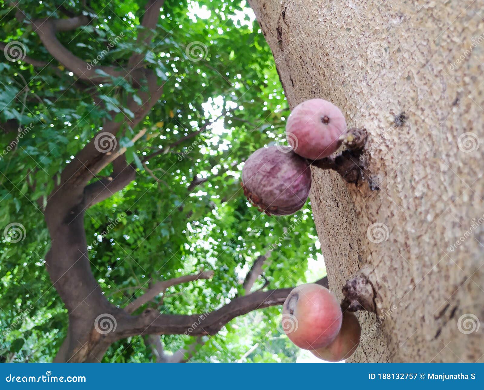 Indian Red and Purple Color Cluster Fig or Athi Fruit in a Tree Stock ...