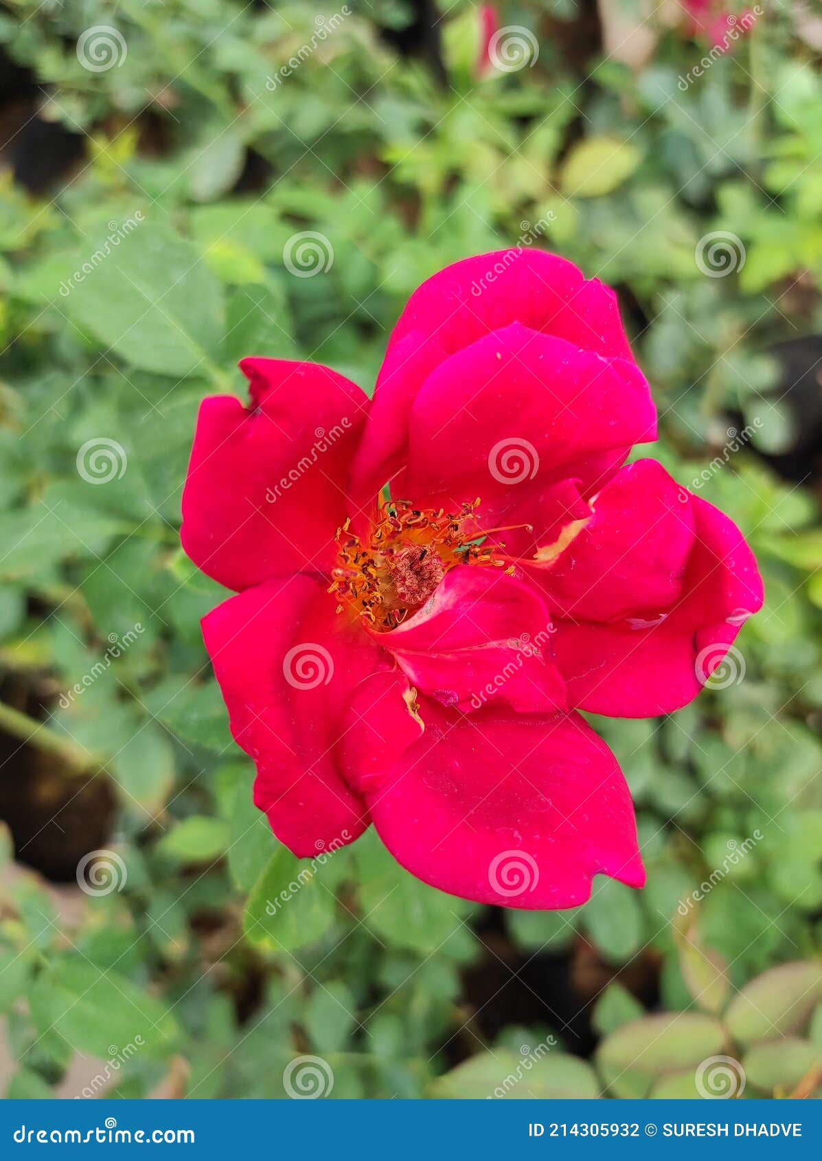 Indian Red Rose Flower in the Garden Stock Photo - Image of flower ...