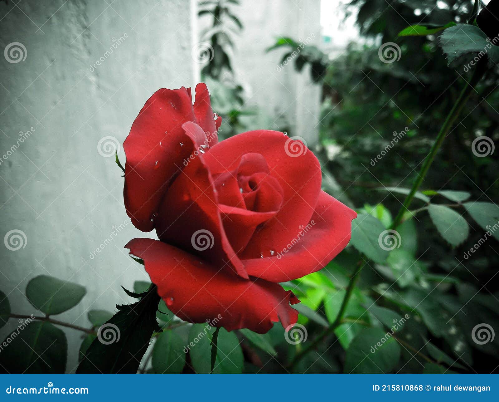 Indian Red Rose Flower in Garden Stock Photo - Image of garden, rose ...