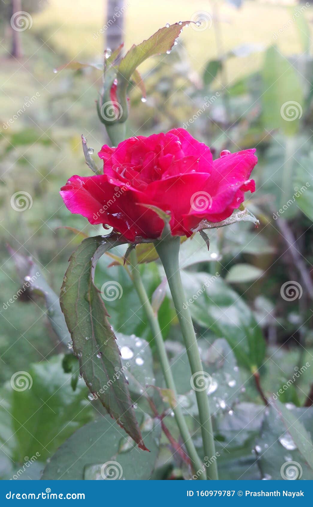 Indian Red Rose Flower stock image. Image of flower - 160979787