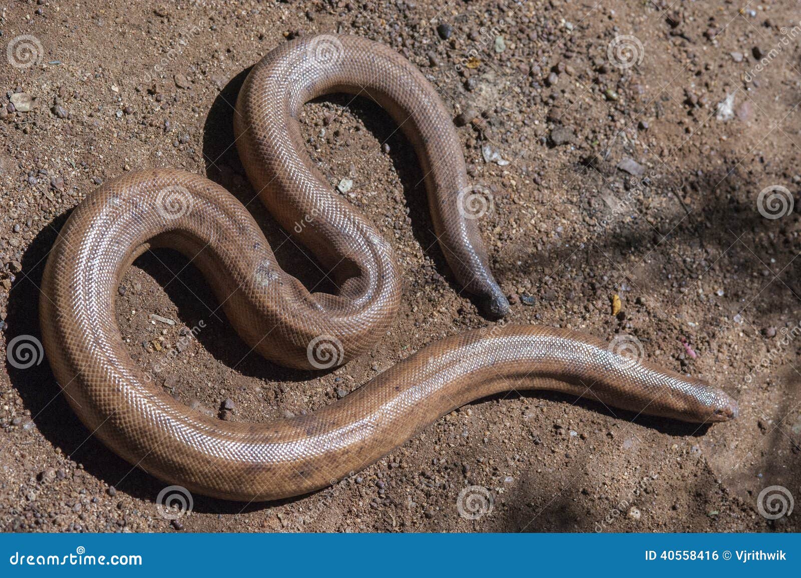 Indian red sand boa snake stock photo. Image of closeup - 40558416