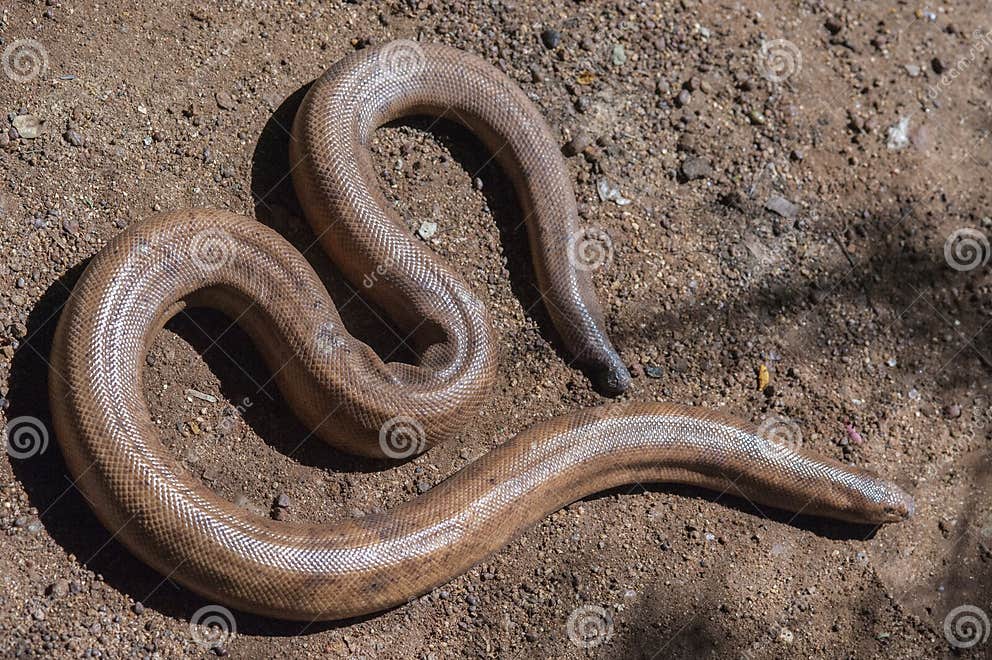 Indian red sand boa snake stock photo. Image of closeup - 40558416