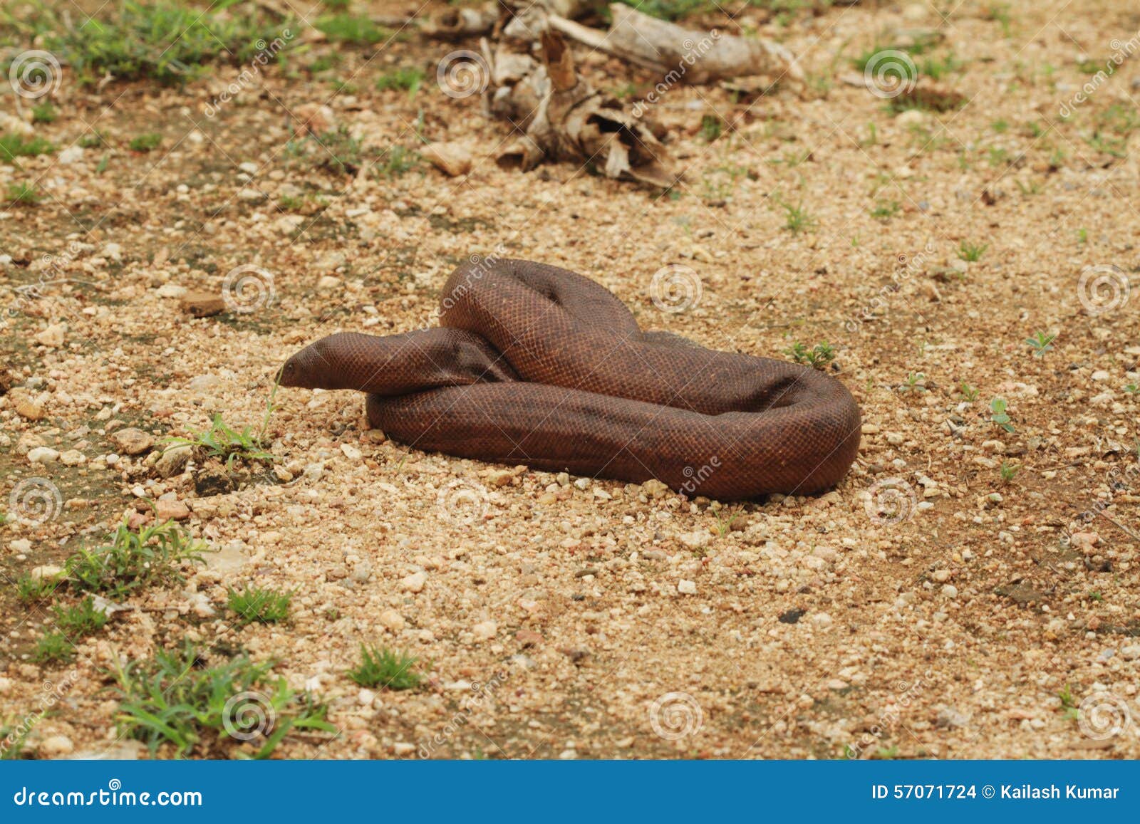 Indian red sand boa snake stock photo. Image of closeup - 57071724