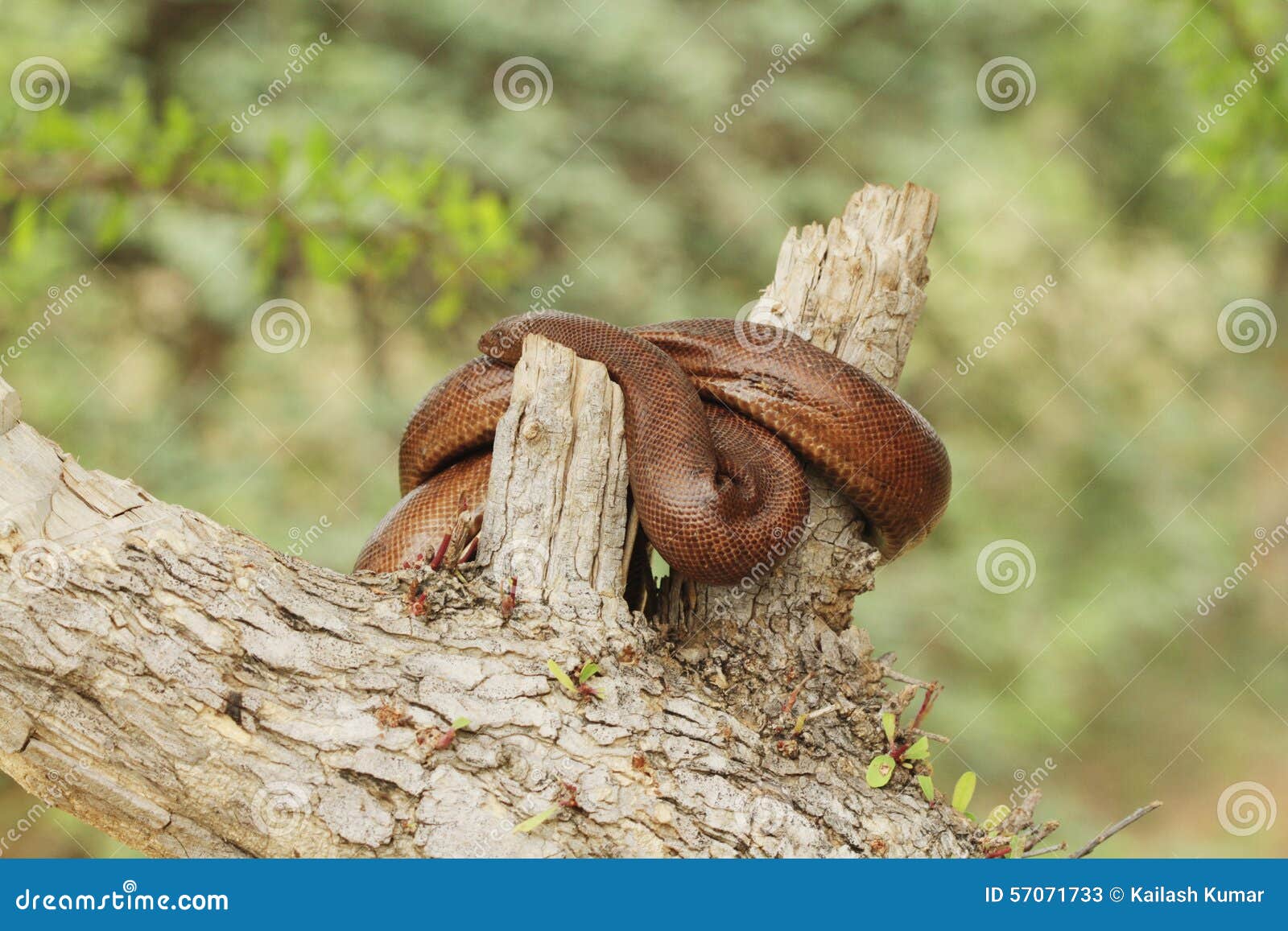 Indian red sand boa snake stock image. Image of eryx - 57071733