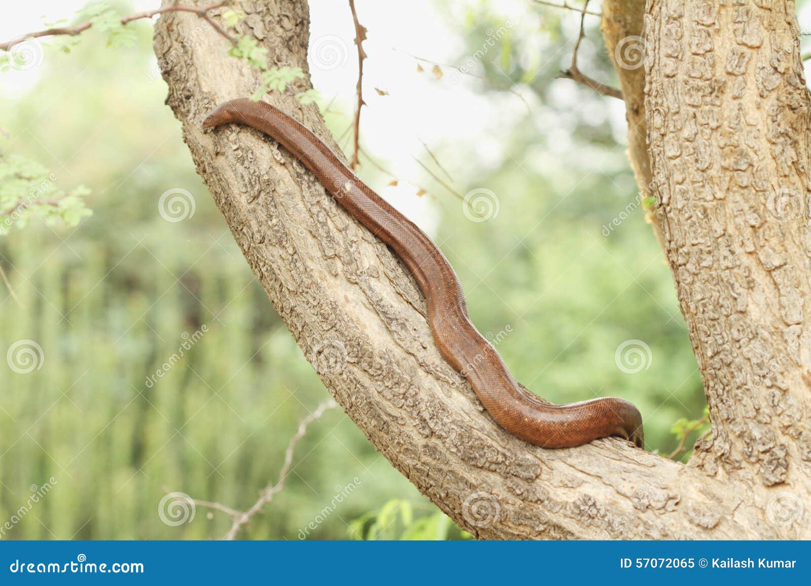 Indian red sand boa snake stock image. Image of snake - 57072065