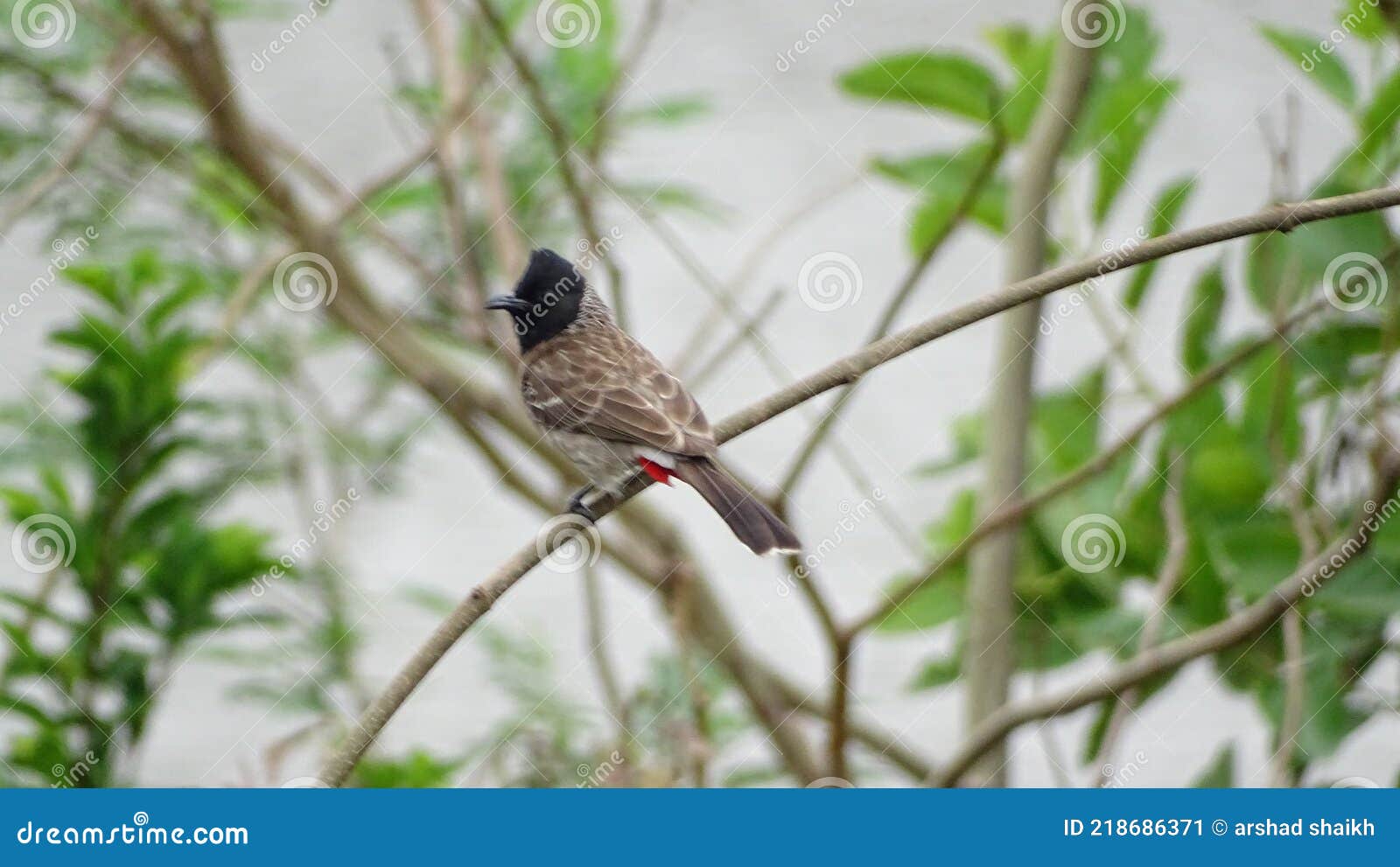 Indian Red vented bulbul 2 stock image. Image of bird - 218686371