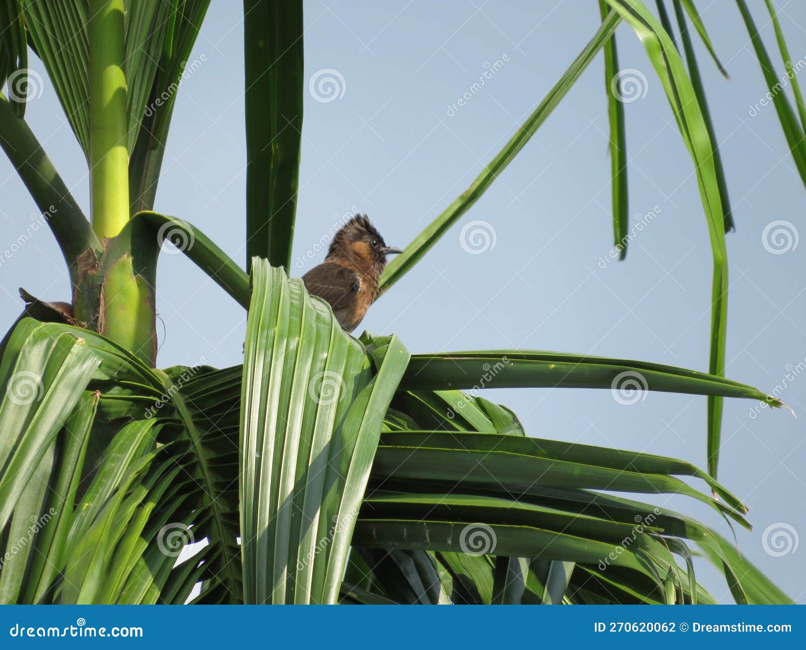 Indian Red-vented Bulbul stock photo. Image of bird - 270620062