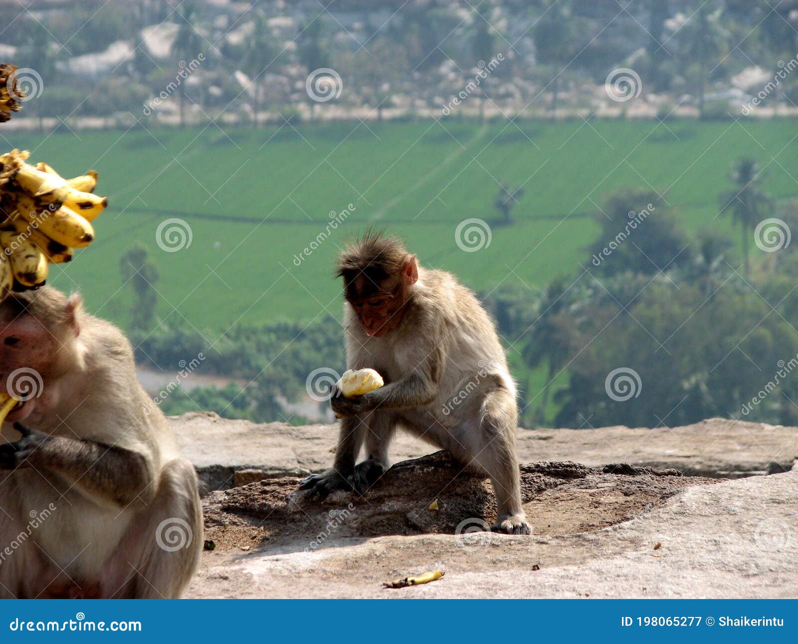 Indian Rhesus Macaque Eating Banana Stock Image - Image of baby, nature ...