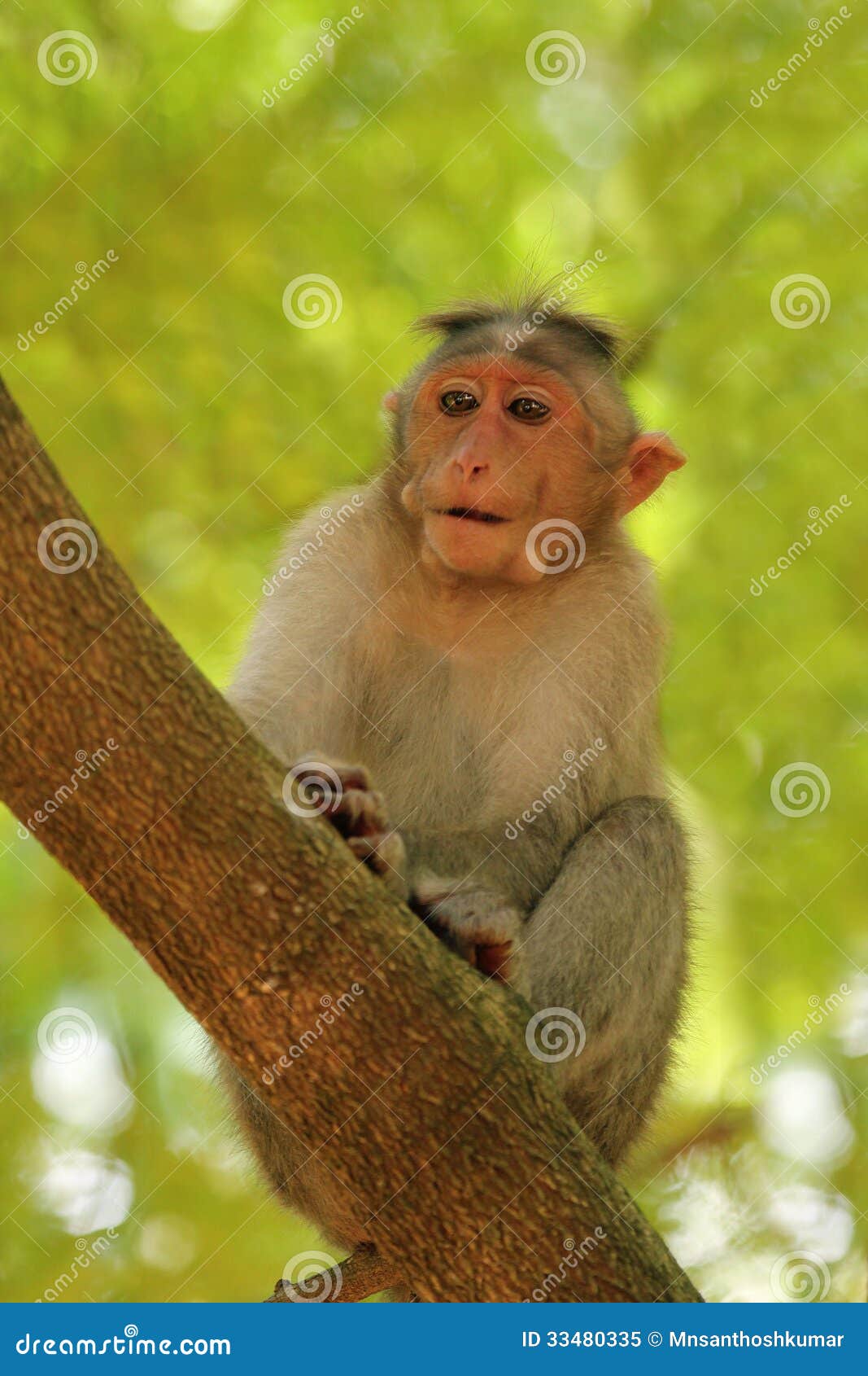 Indian Rhesus Monkey(macaque) Also Called Macaca Mulatta Stock Image ...