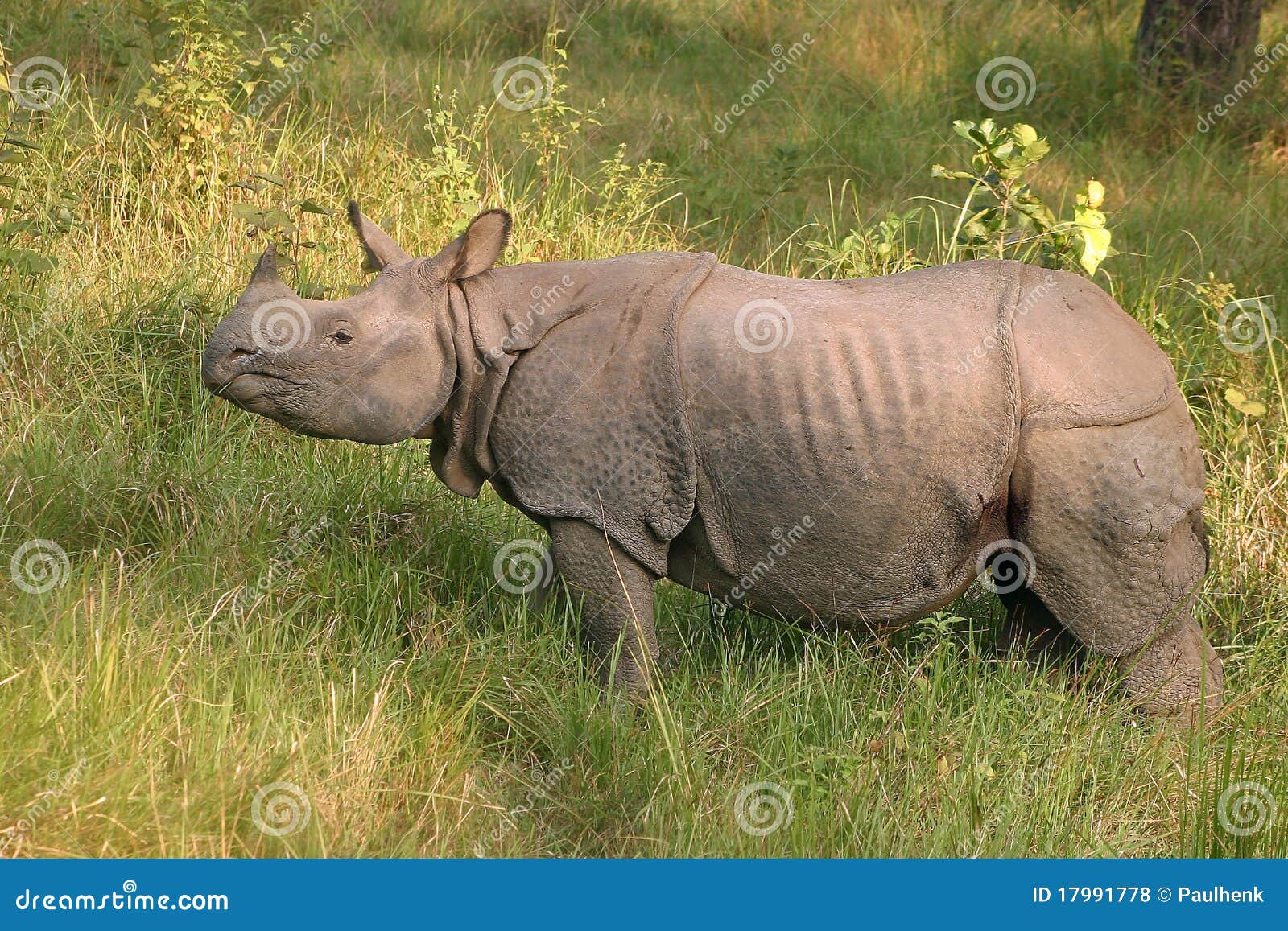 Indian rhino in Nepal stock photo. Image of chitwan, park - 17991778