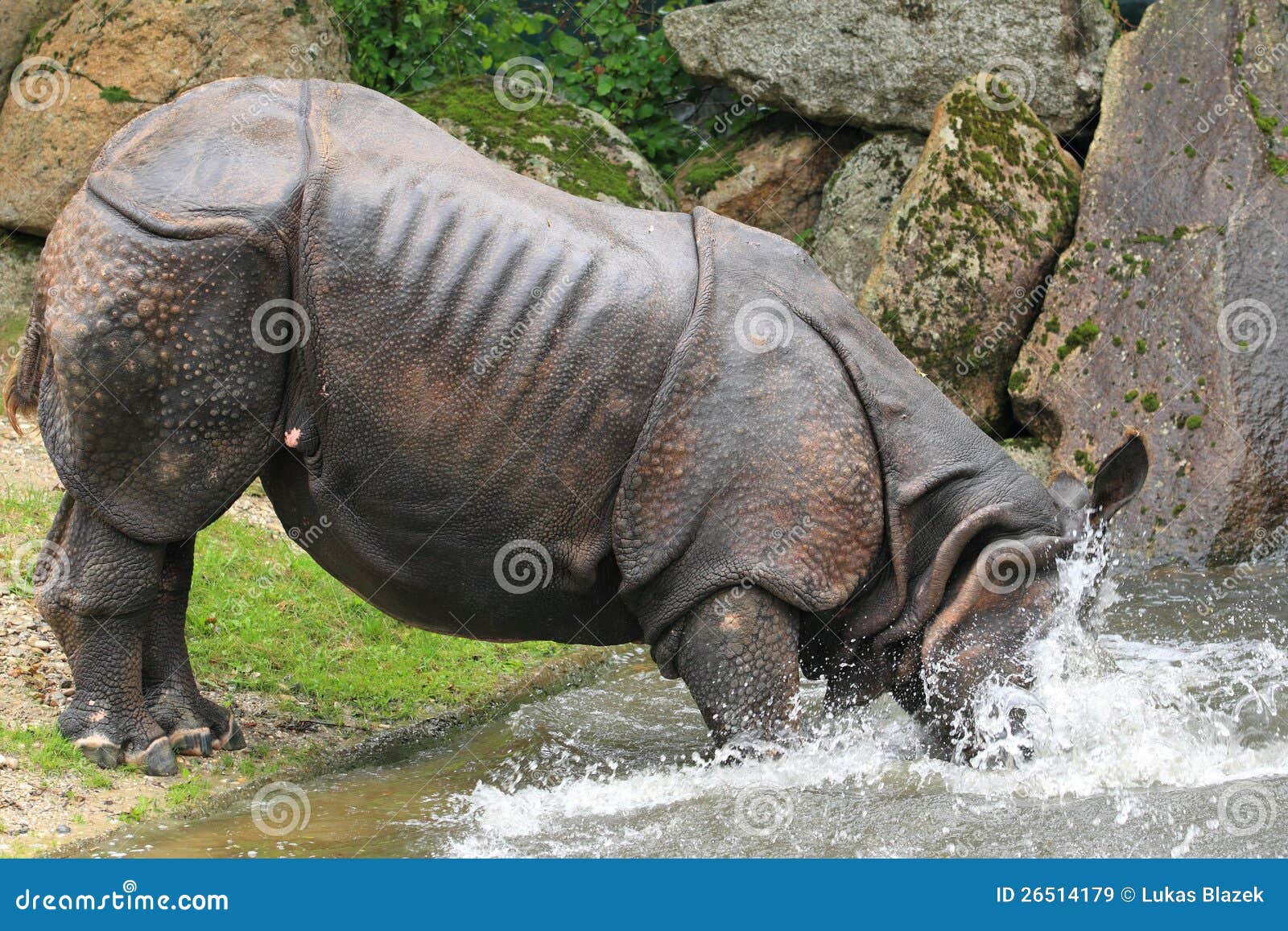 Indian rhinoceros stock image. Image of greater, unicornis - 26514179