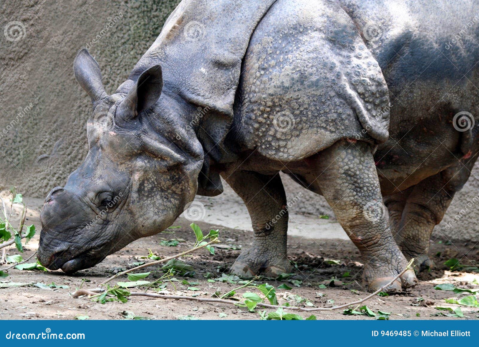 Indian Rhinoceros stock image. Image of wildlife, rare - 9469485