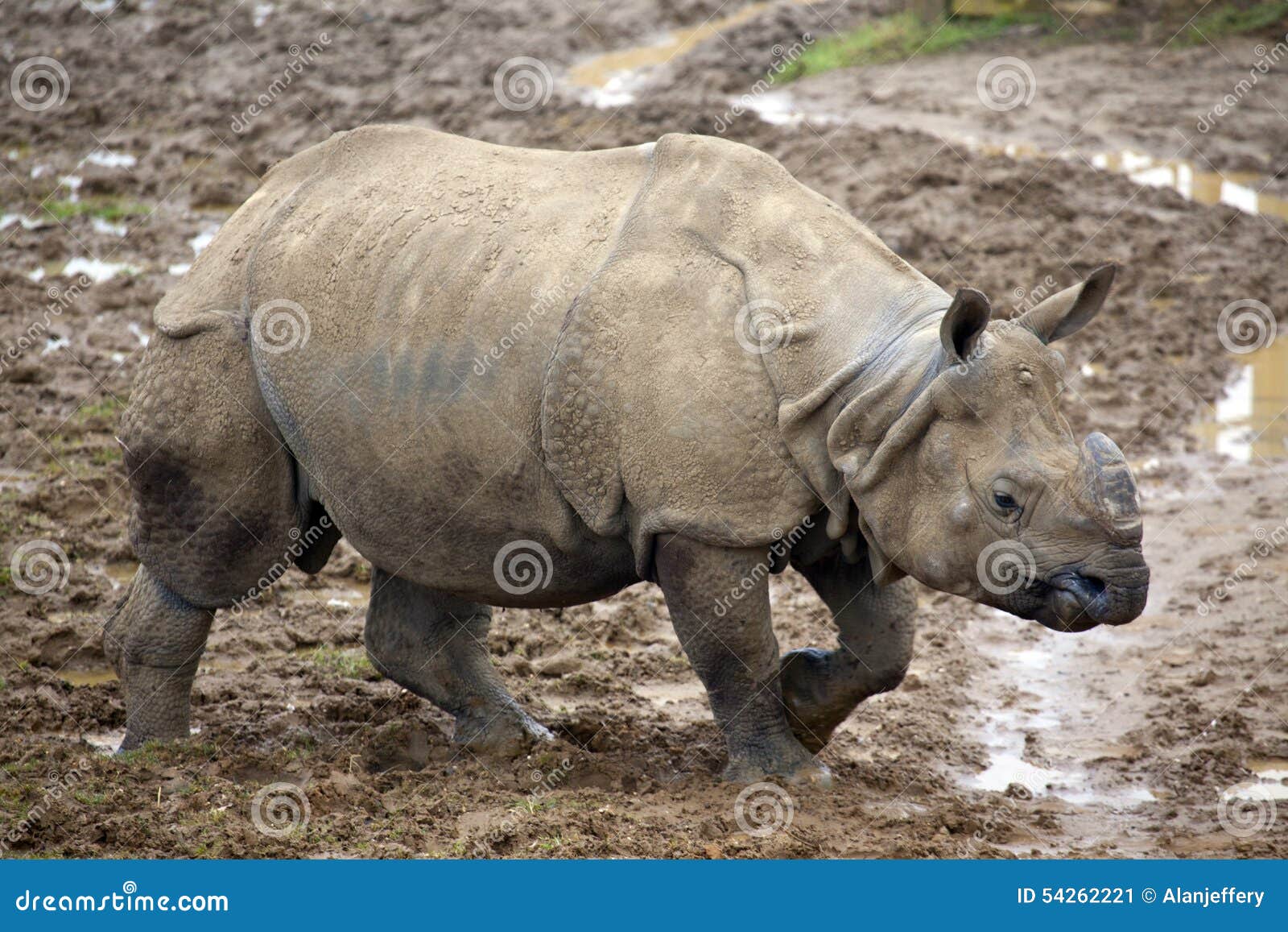 Indian Rhinoceros stock image. Image of fauna, horned - 54262221
