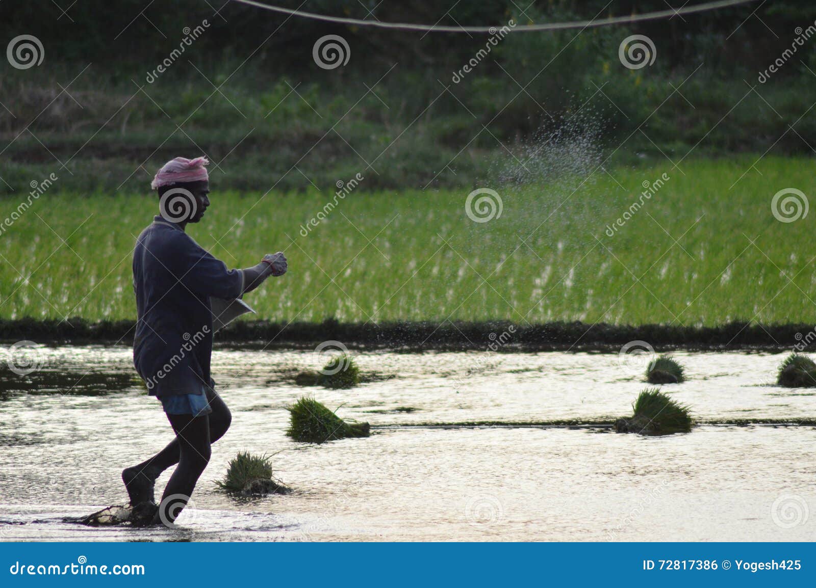 Indian rice farmer farming editorial photo. Image of working - 72817386